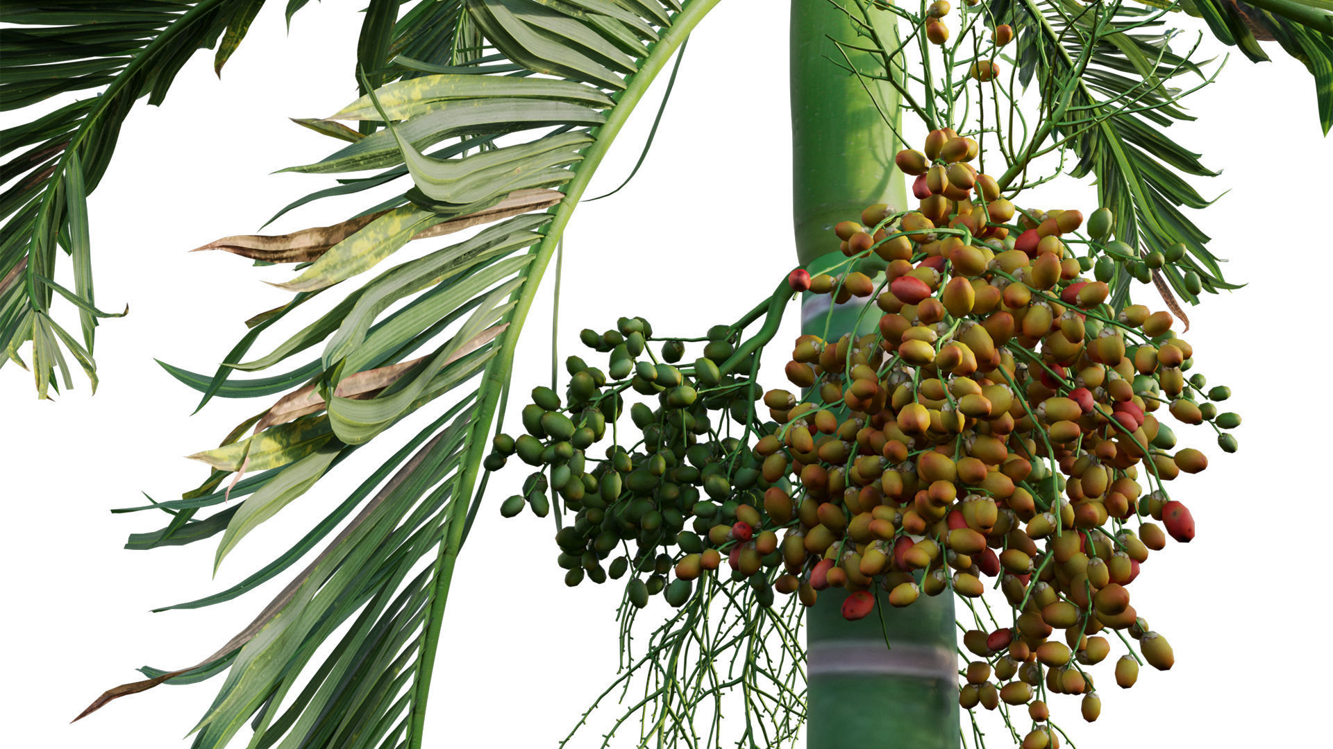 Areca catechu - Betel Nut Palm - Pinang Sirih 3D model | CGTrader