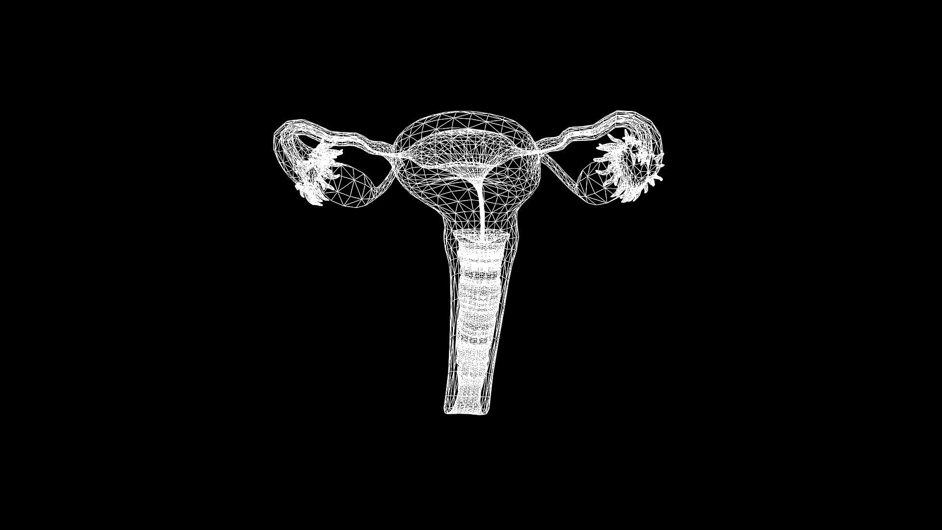 Female Reproduction System 3D model | CGTrader