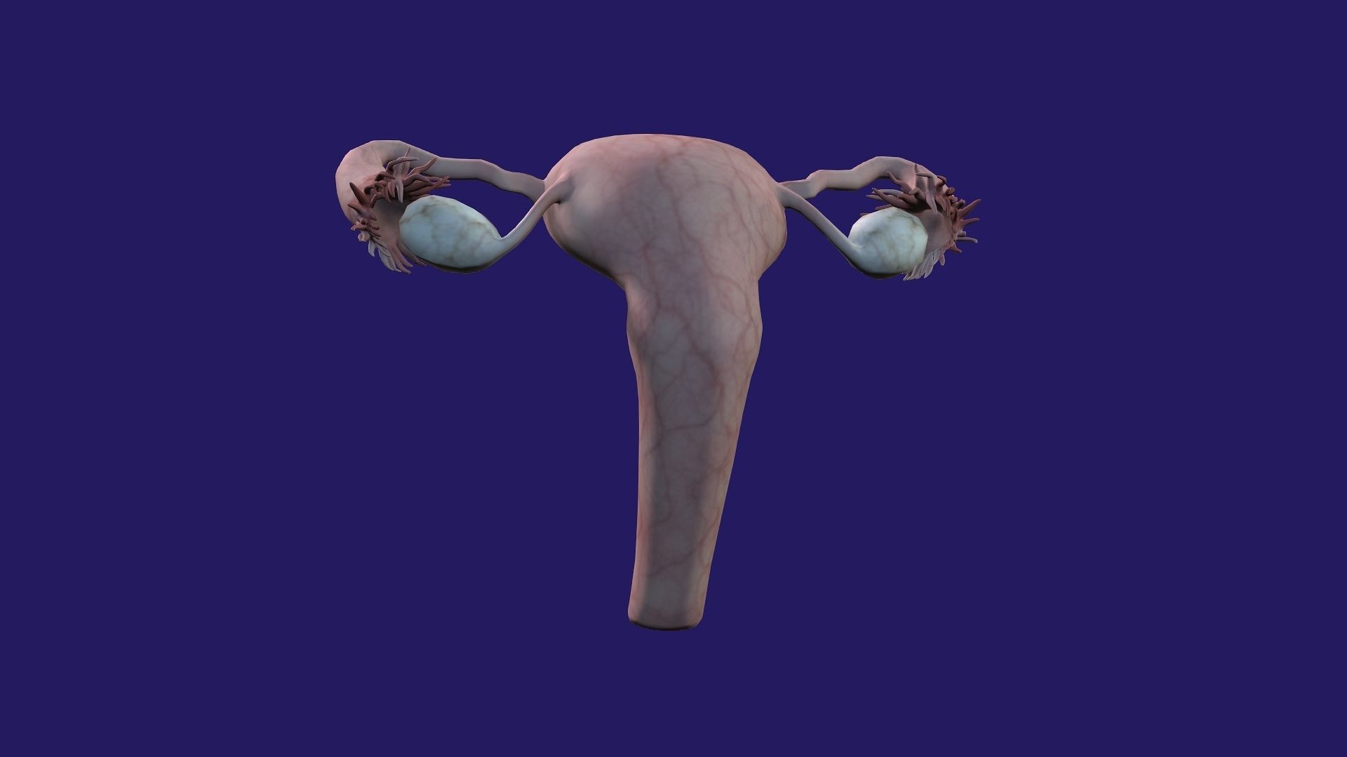 Female Reproduction System 3D model | CGTrader