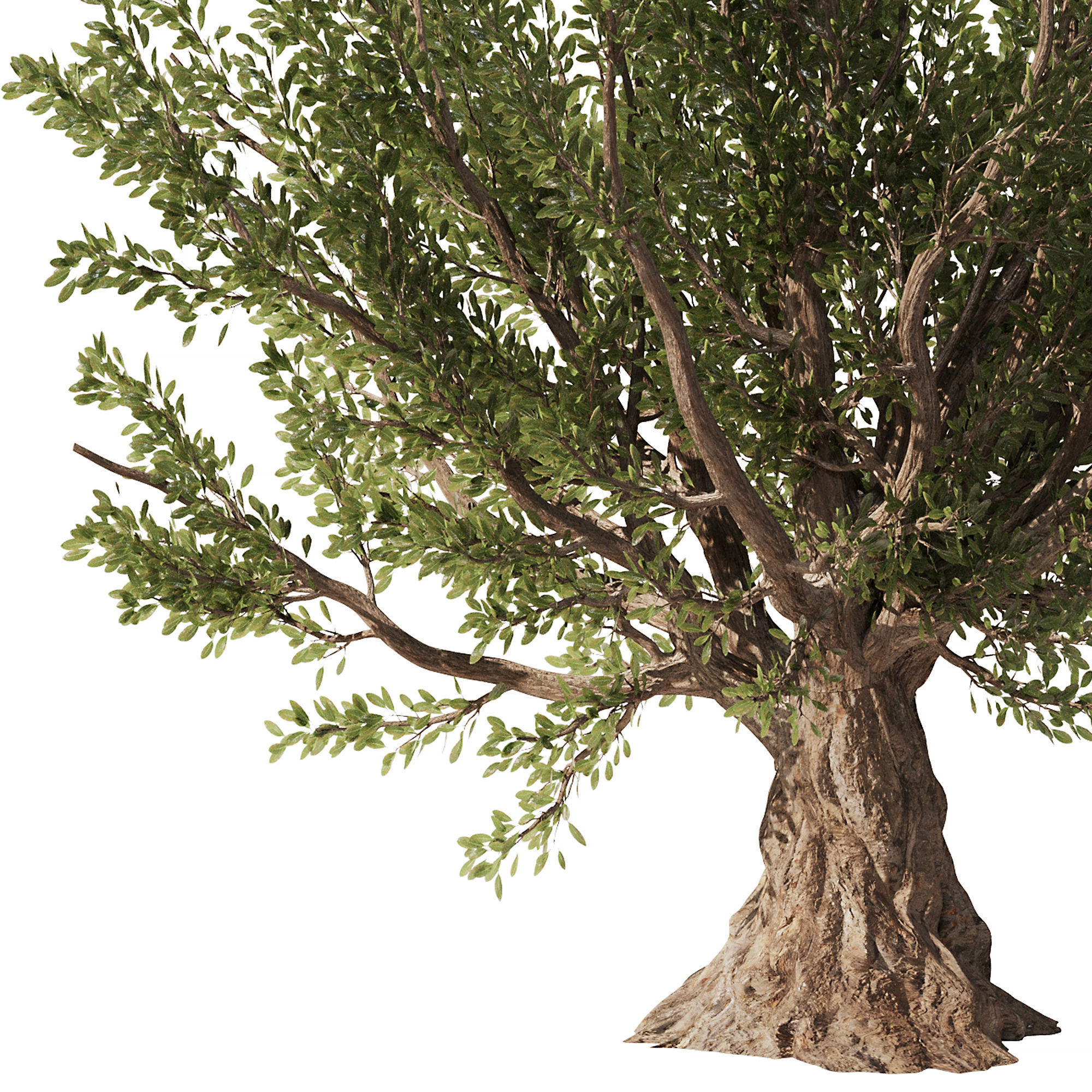 Olive Tree Set4 3D model | CGTrader