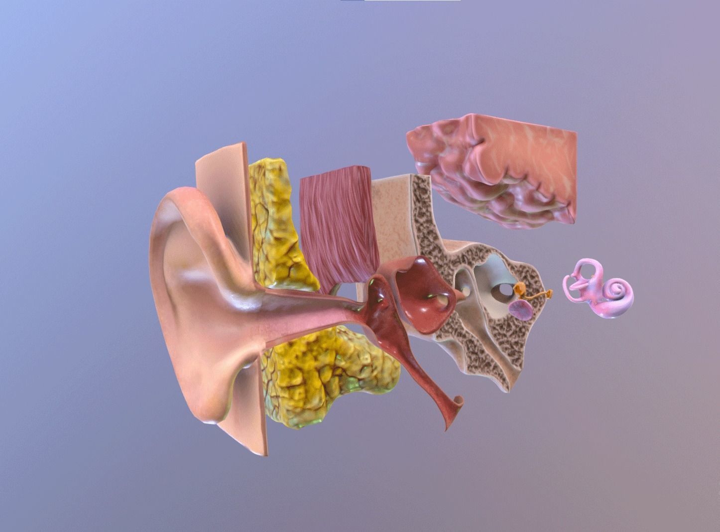 3D model Human Ear Cross Section Anatomy VR / AR / low-poly | CGTrader