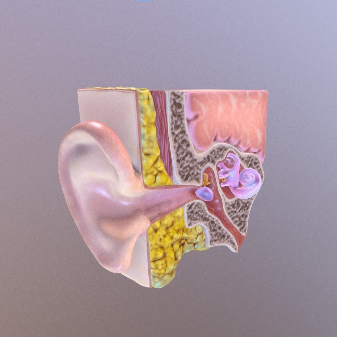 3D model Human Ear Cross Section Anatomy VR / AR / low-poly | CGTrader