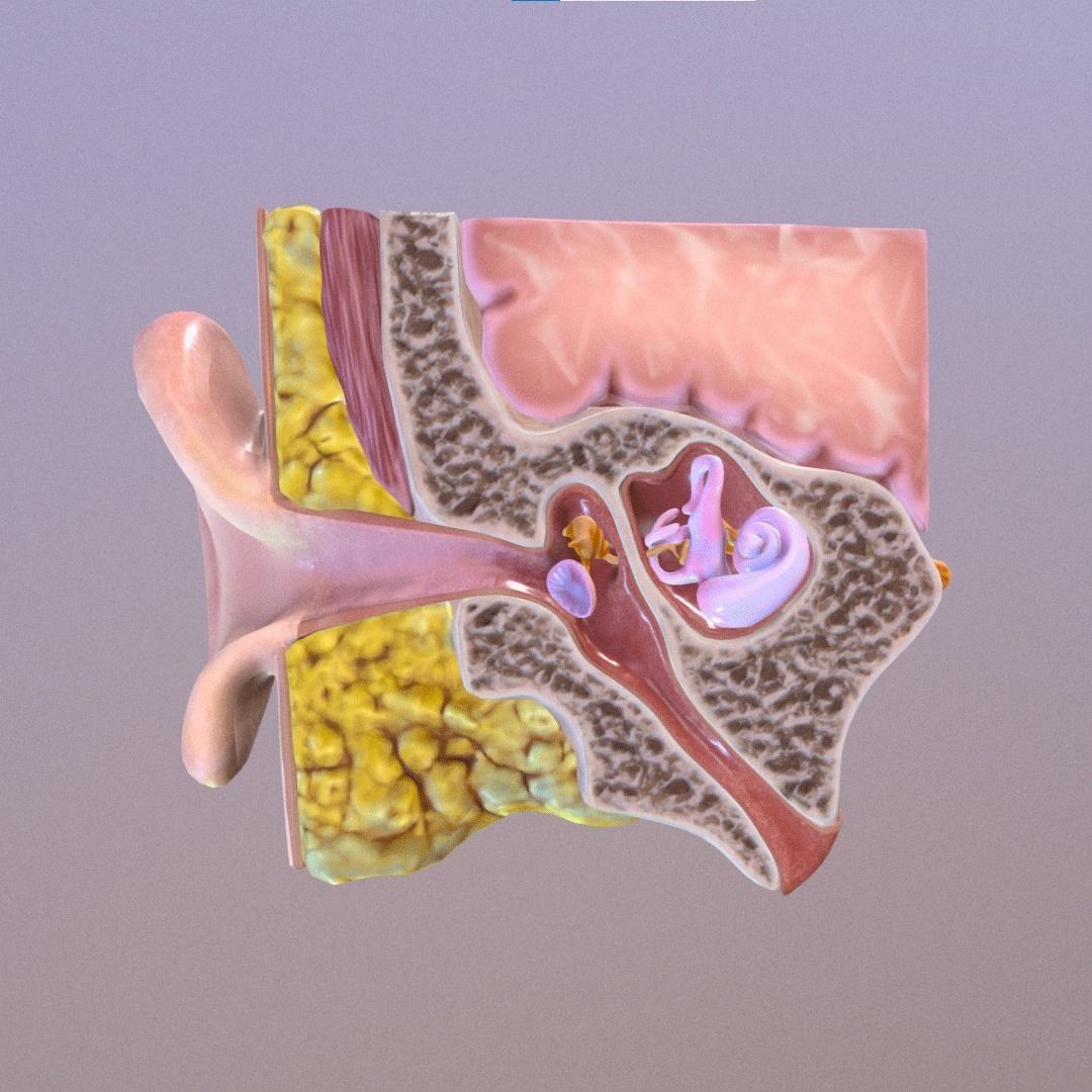 3D model Human Ear Cross Section Anatomy VR / AR / low-poly | CGTrader