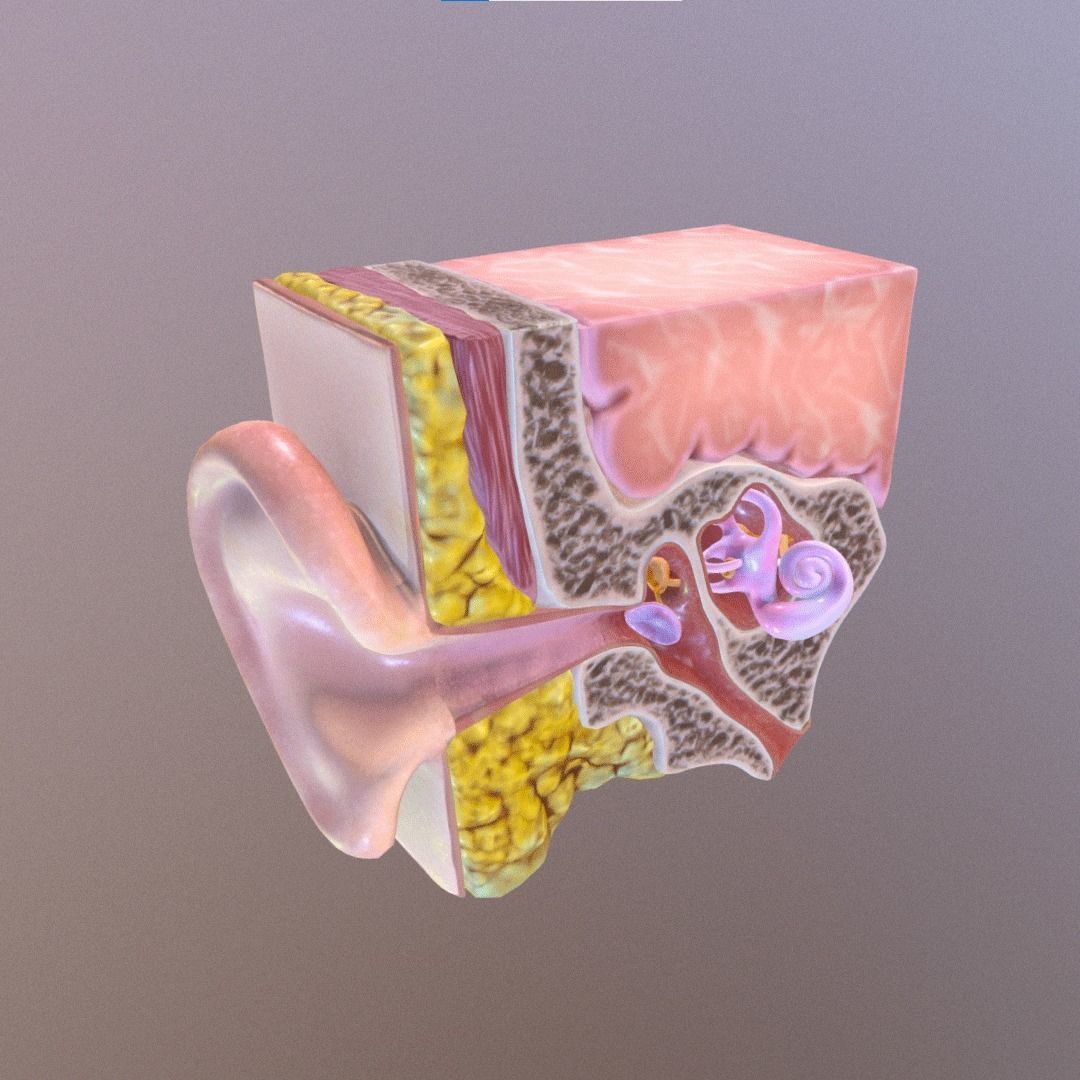 3D model Human Ear Cross Section Anatomy VR / AR / low-poly | CGTrader