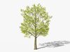 3D model Stylized Cartoon Beech Tree VR / AR / low-poly | CGTrader