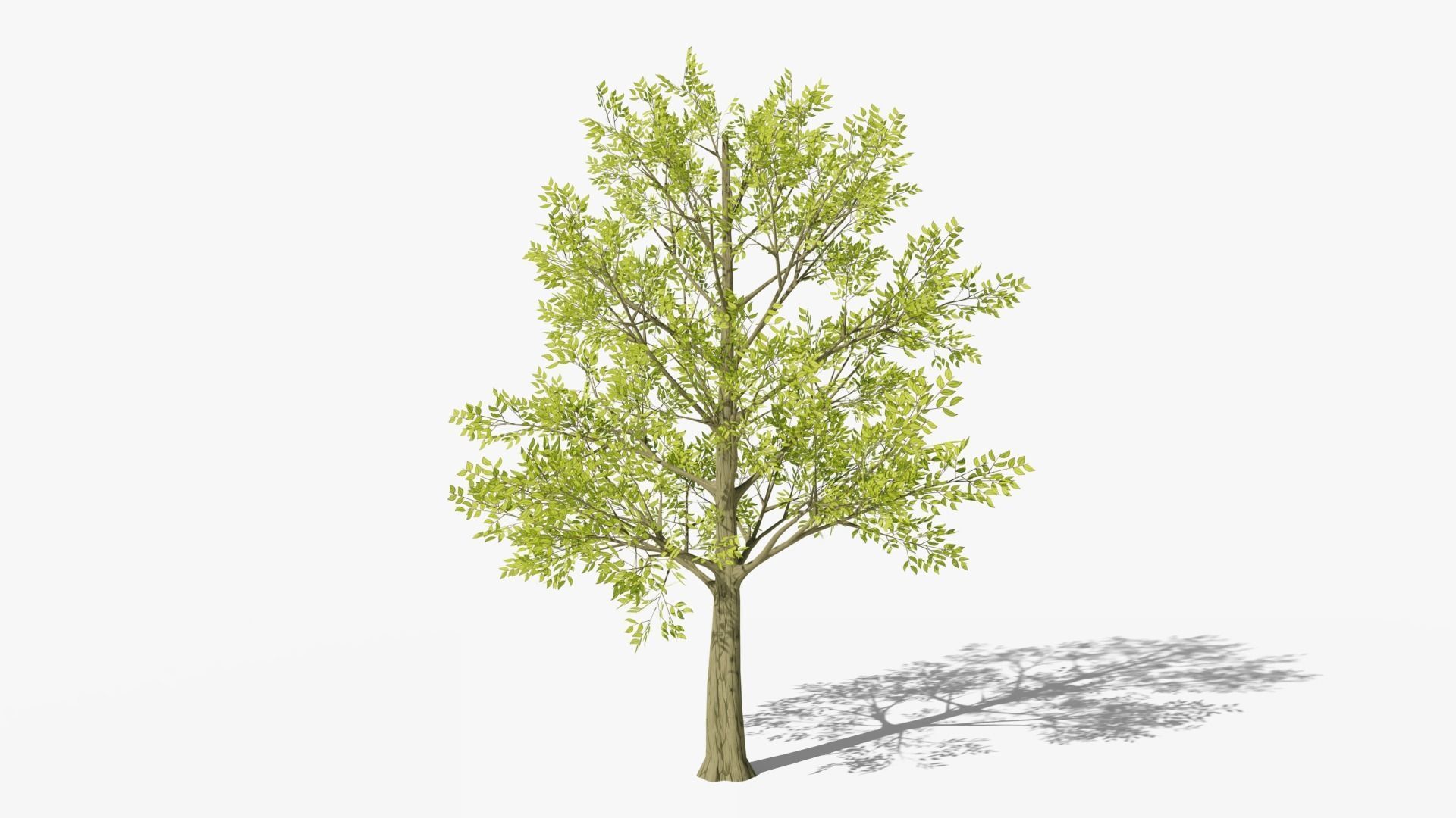 3D model Stylized Cartoon Beech Tree VR / AR / low-poly | CGTrader