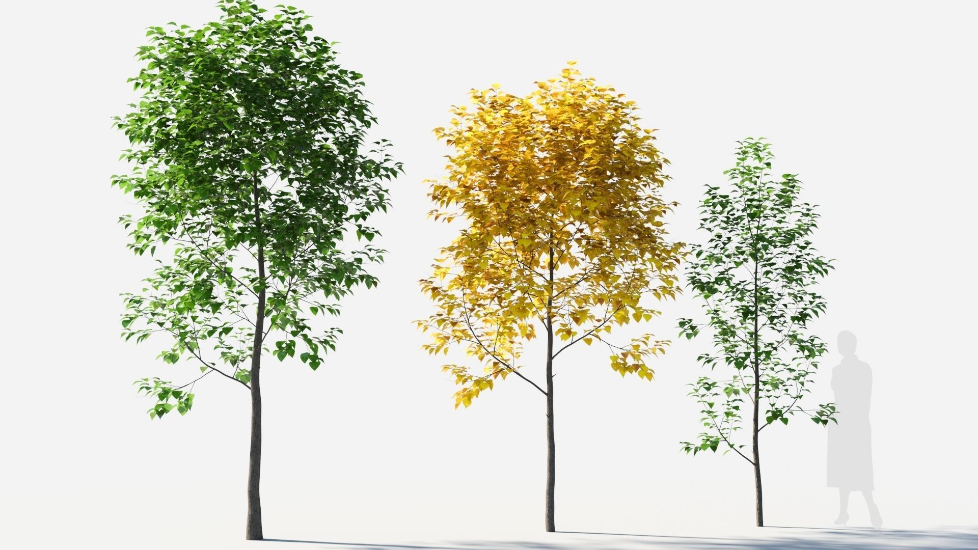 Populus balsamifera tree-2 3D model | CGTrader