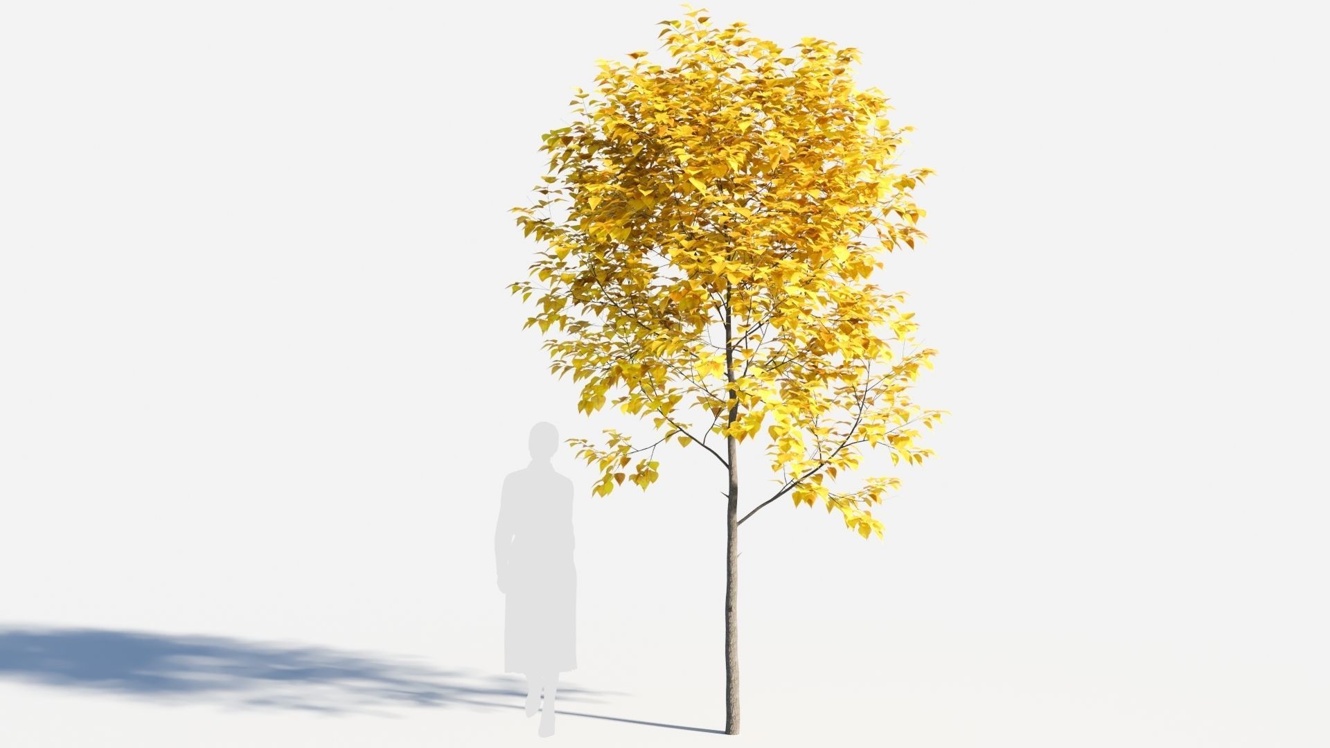 Populus balsamifera tree-2 3D model | CGTrader