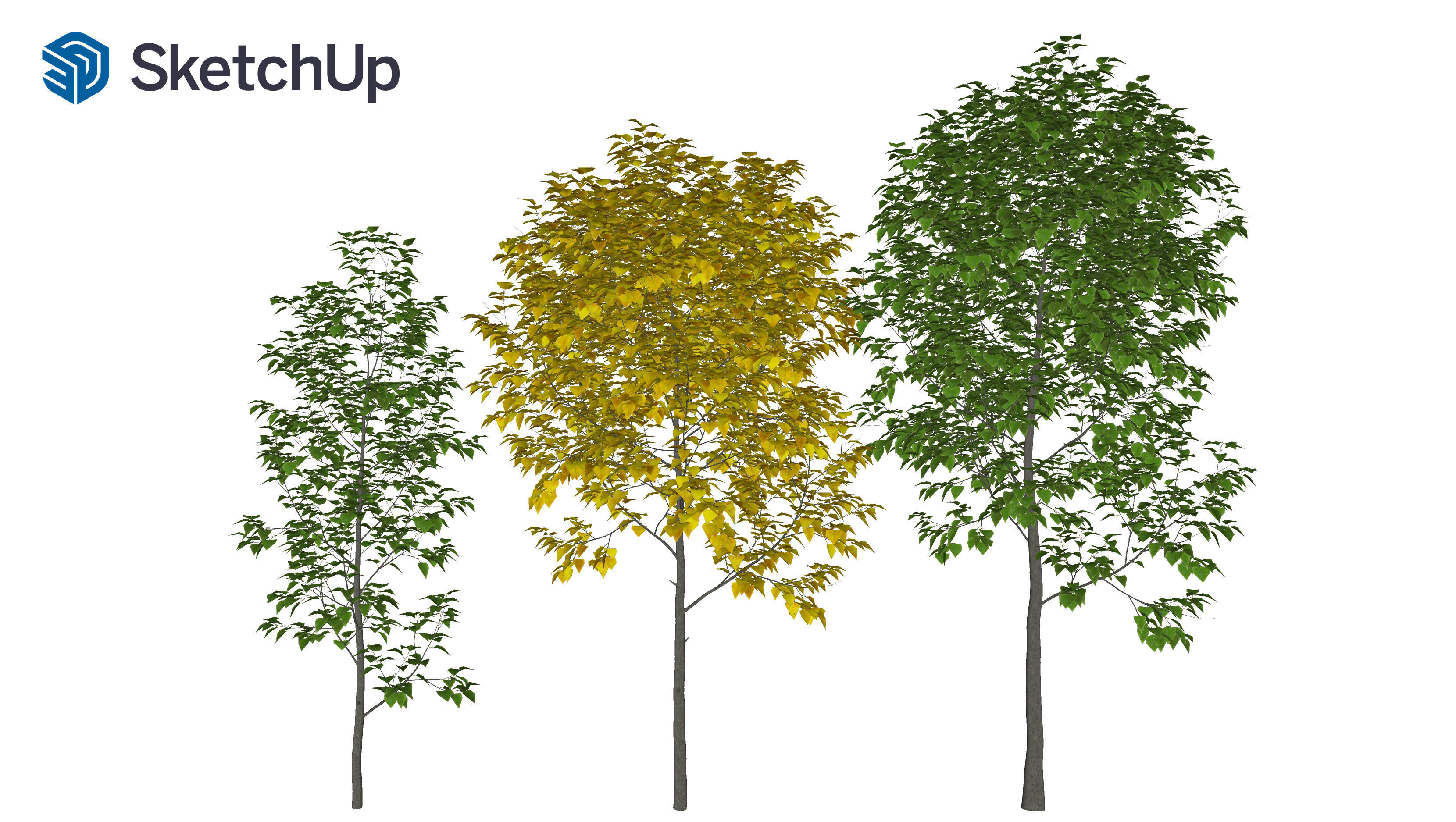 Populus balsamifera tree-2 3D model | CGTrader