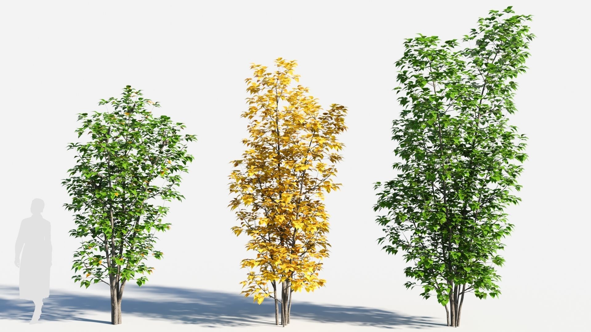 Populus balsamifera tree-3 3D model | CGTrader