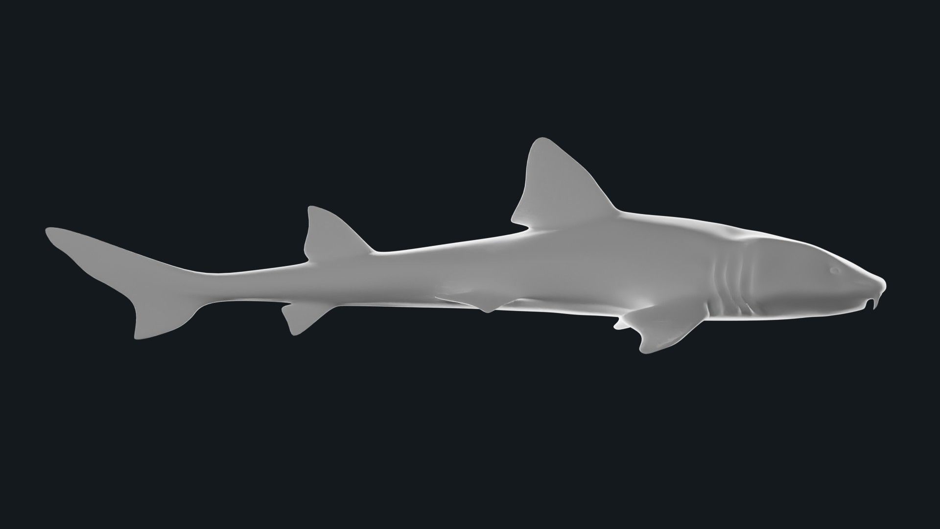 3D model Bamboo Shark Base Mesh VR / AR / low-poly | CGTrader