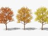 3D Model Collection Stylized Cartoon Maples Set VR / AR / low-poly ...