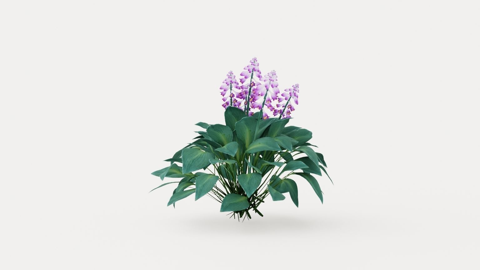 3D model Halcyon Plantain Lily VR / AR / low-poly | CGTrader