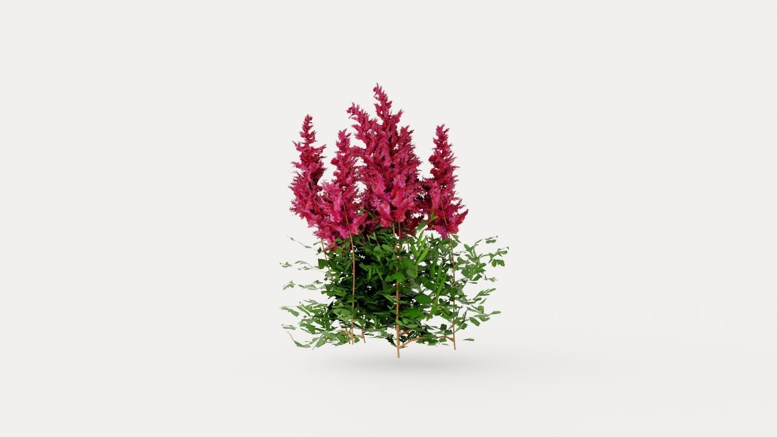 3D model Spinell Astilbe VR / AR / low-poly | CGTrader