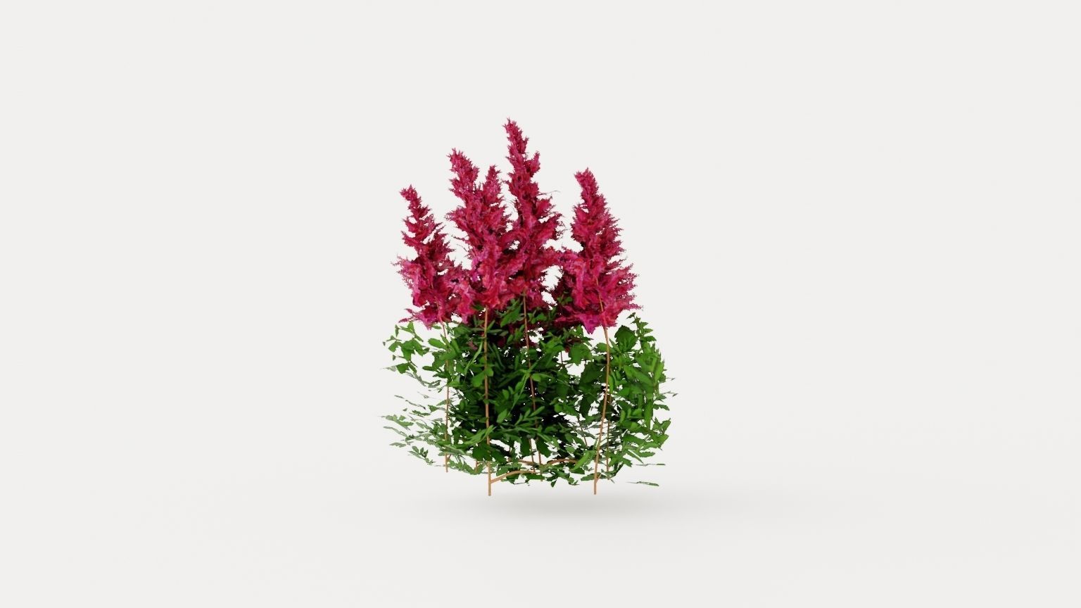 3D model Spinell Astilbe VR / AR / low-poly | CGTrader