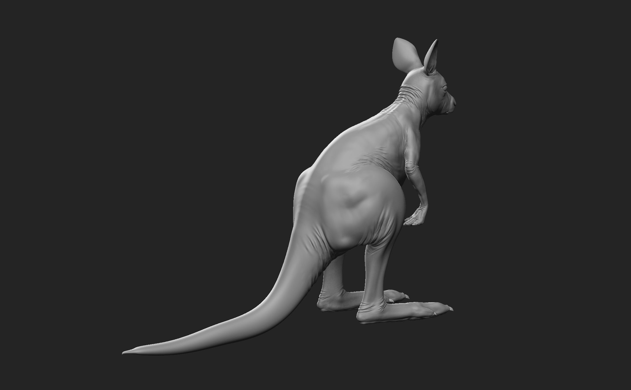 Kangaroo baby 3D model | CGTrader