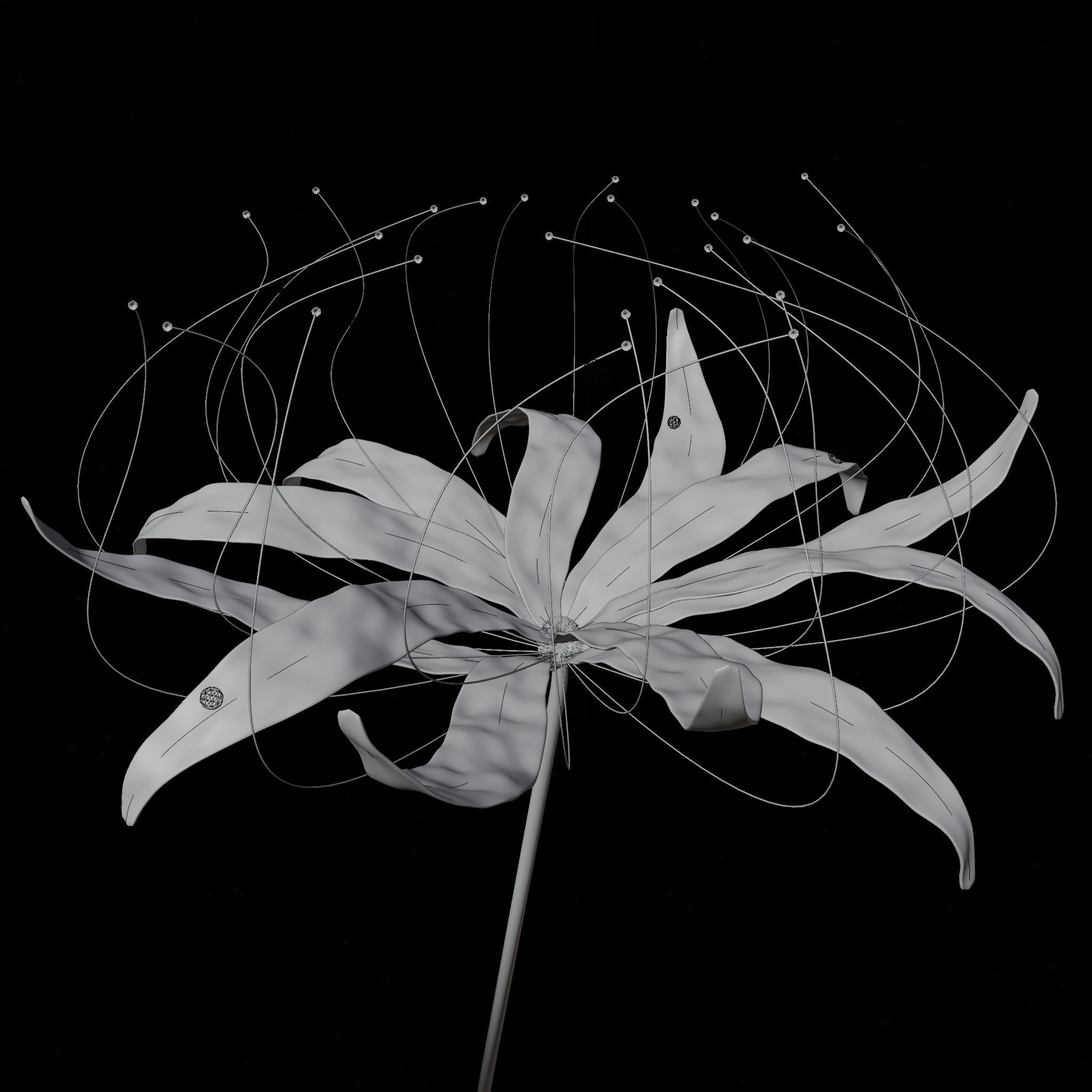 Blue Spider Lily 3D model | CGTrader