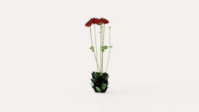 3D model Chocolate Cosmos or Black Cosmos VR / AR / low-poly | CGTrader