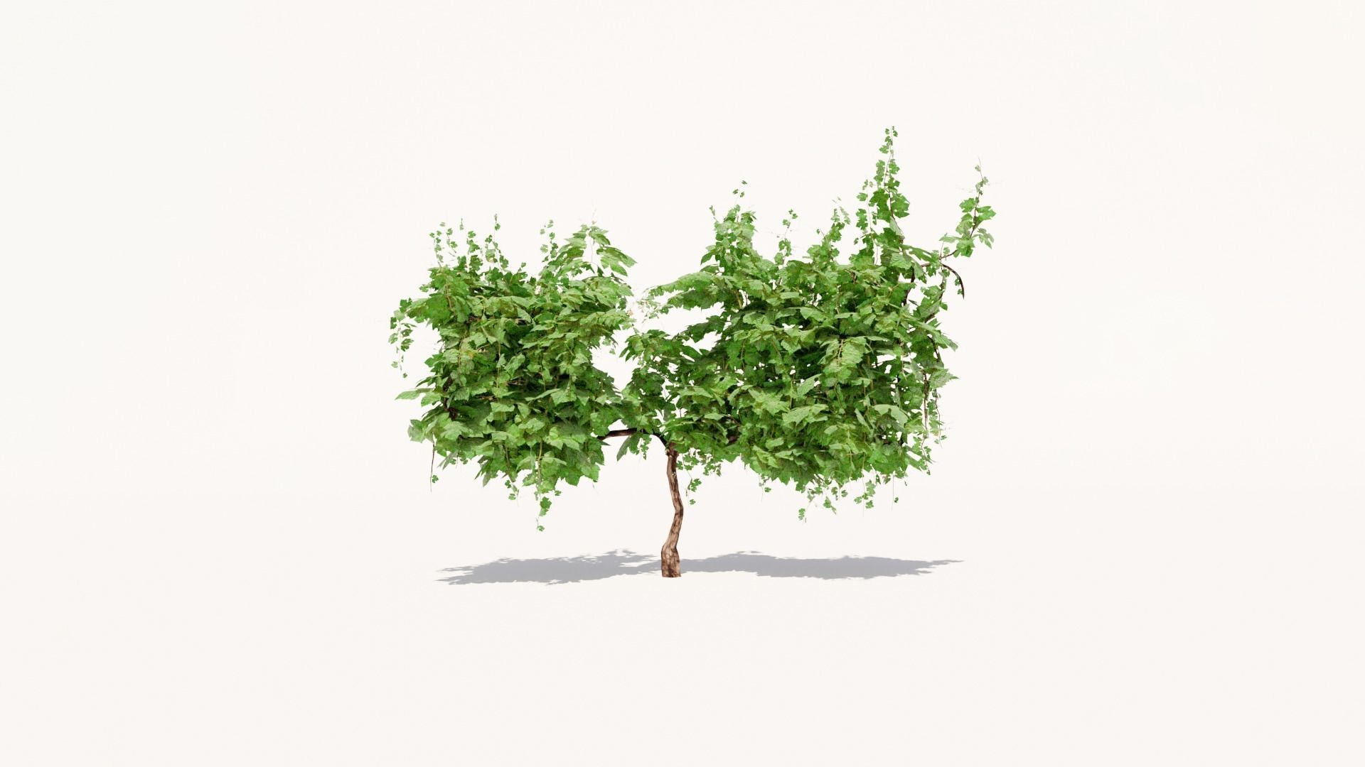Grapevine Plant 001 Var 001 3D model | CGTrader