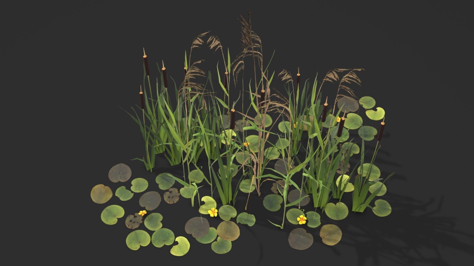 3D model Modular Wetland Plants Set 01 VR / AR / low-poly | CGTrader