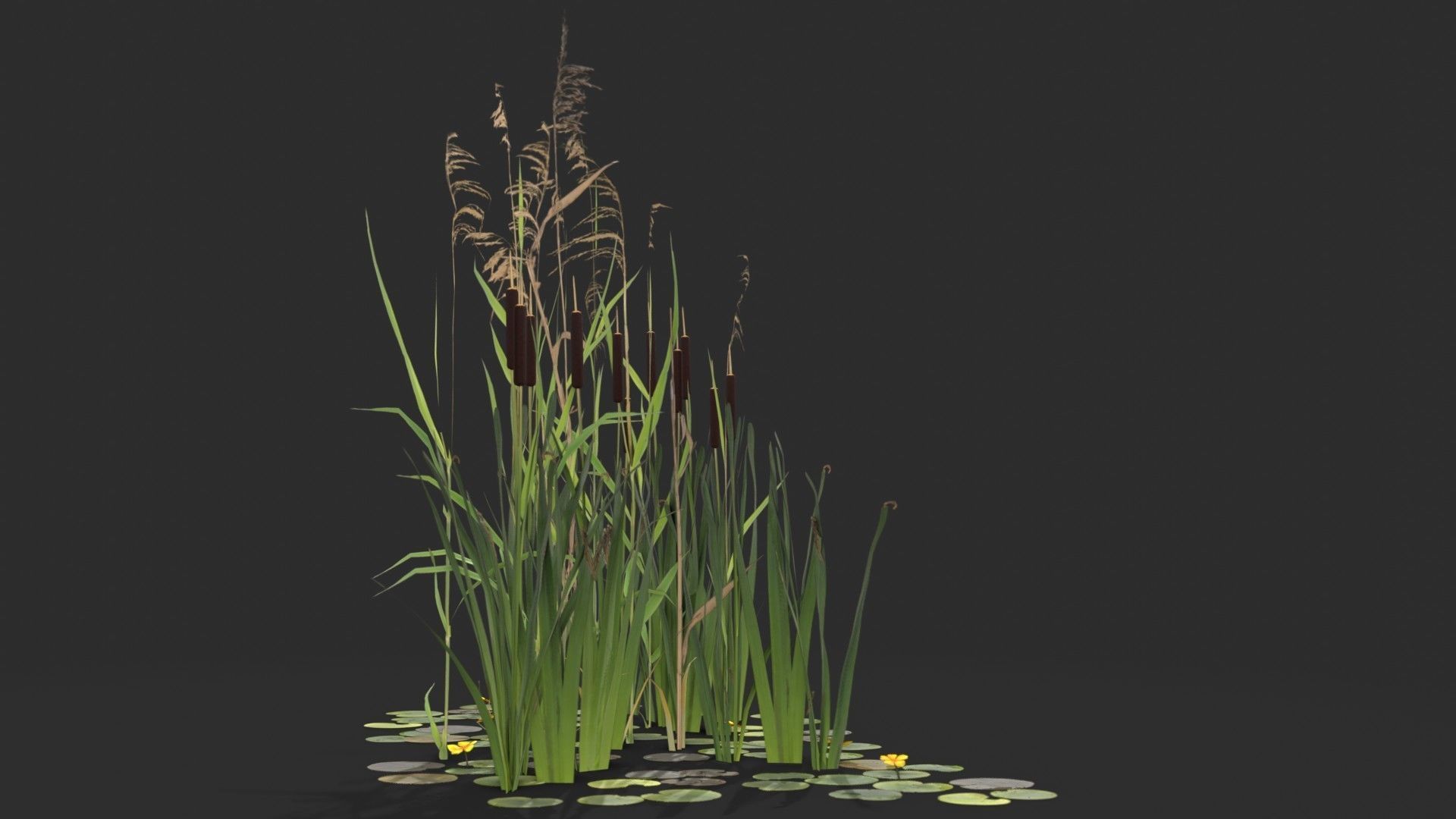 3D model Modular Wetland Plants Set 01 VR / AR / low-poly | CGTrader