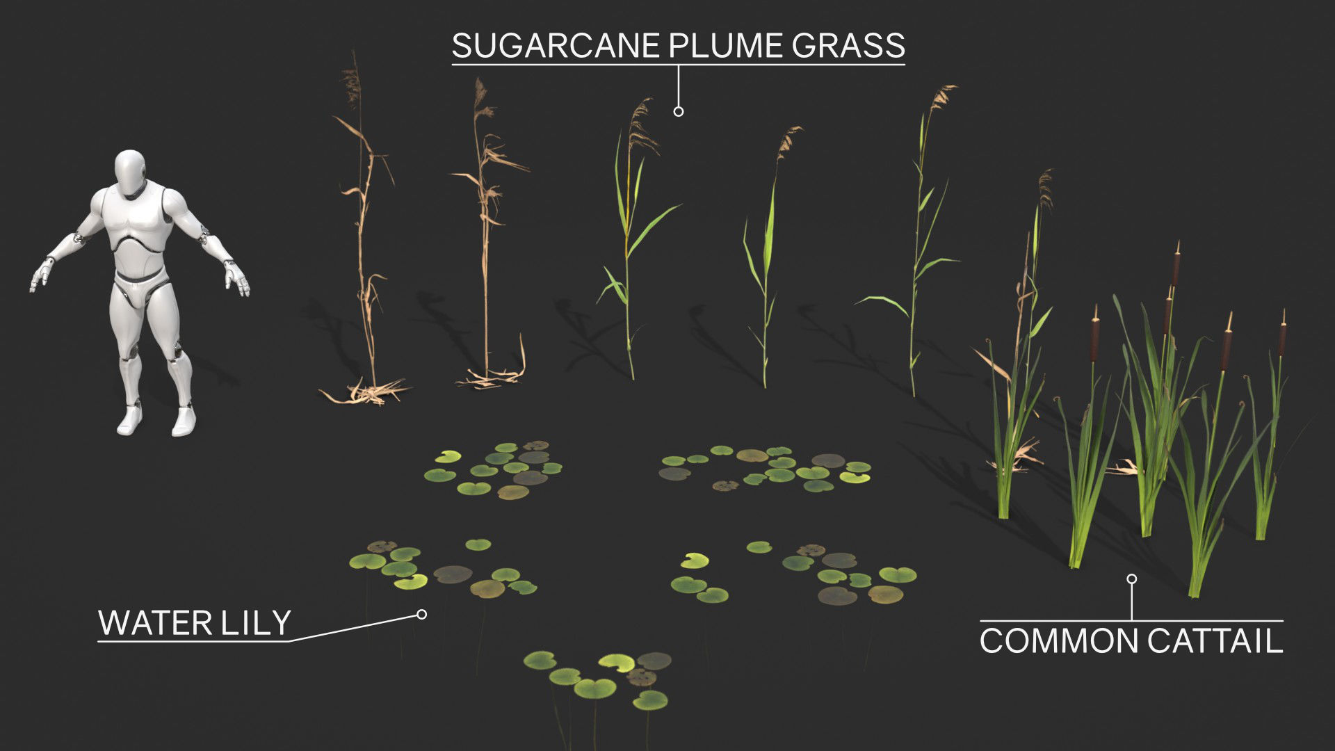3D model Modular Wetland Plants Set 01 VR / AR / low-poly | CGTrader