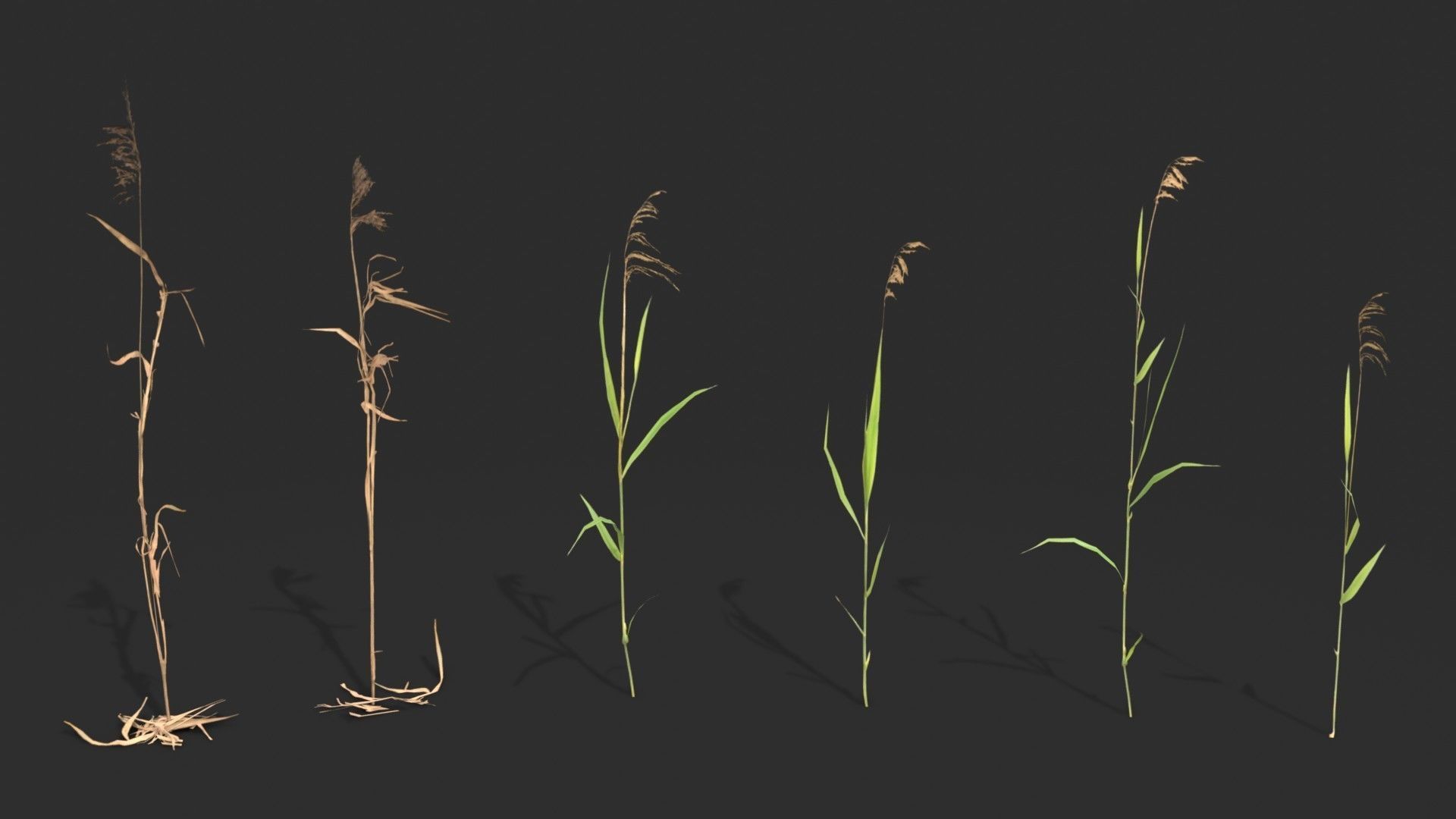 3D model Modular Wetland Plants Set 01 VR / AR / low-poly | CGTrader