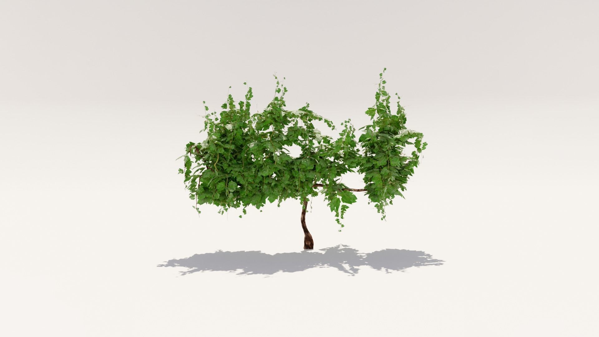 Grapevine Plant 001 Var 002 3D model | CGTrader