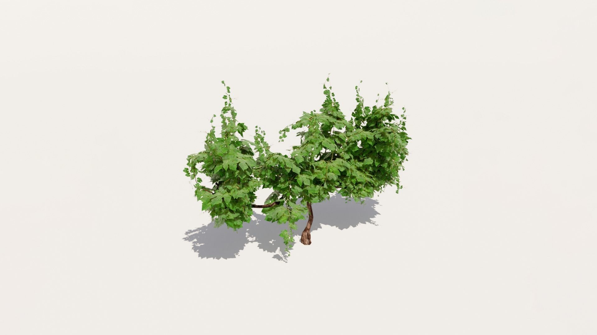 Grapevine Plant 001 Var 002 3D model | CGTrader
