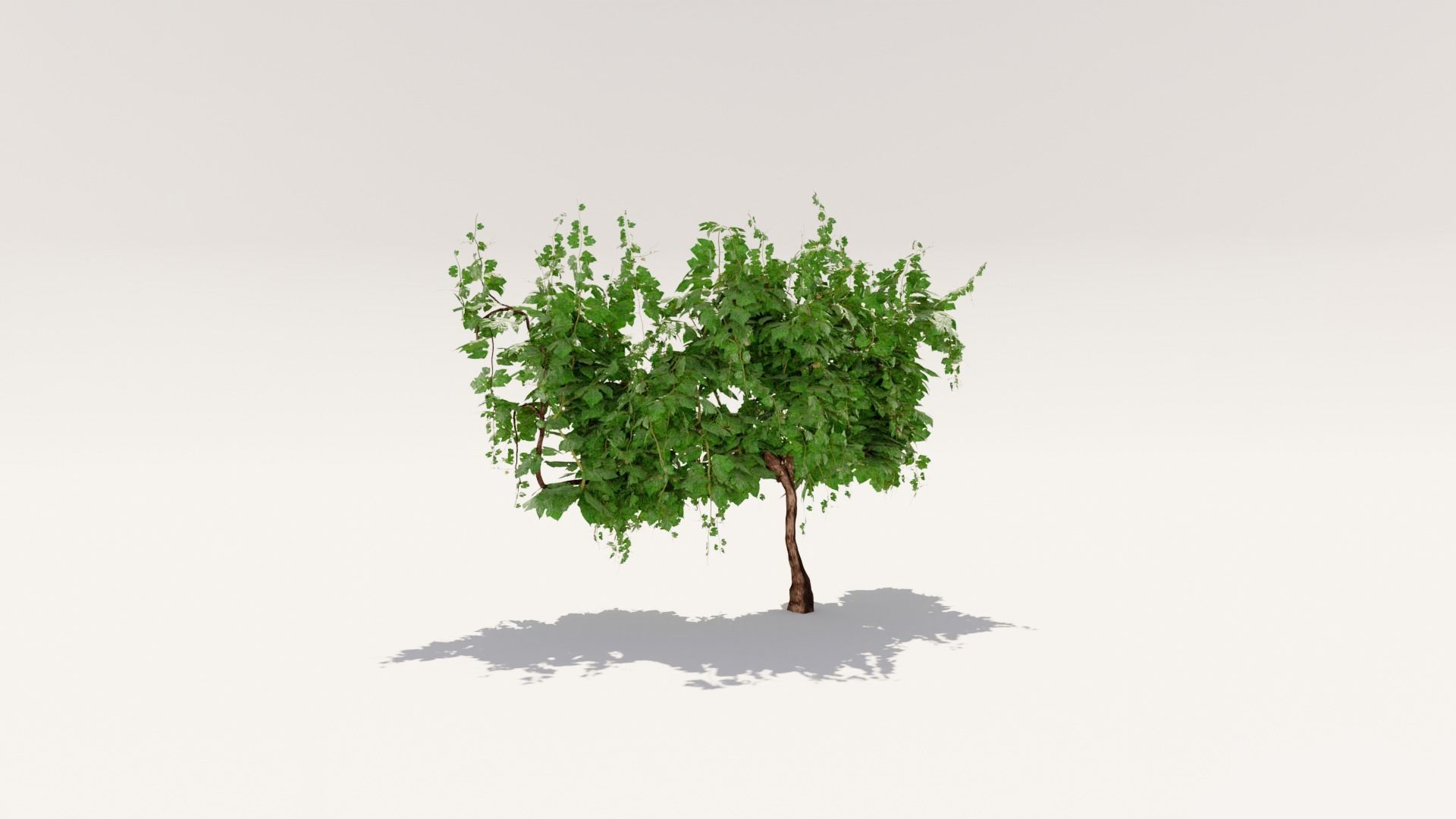Grapevine Plant 001 Var 004 3D model | CGTrader