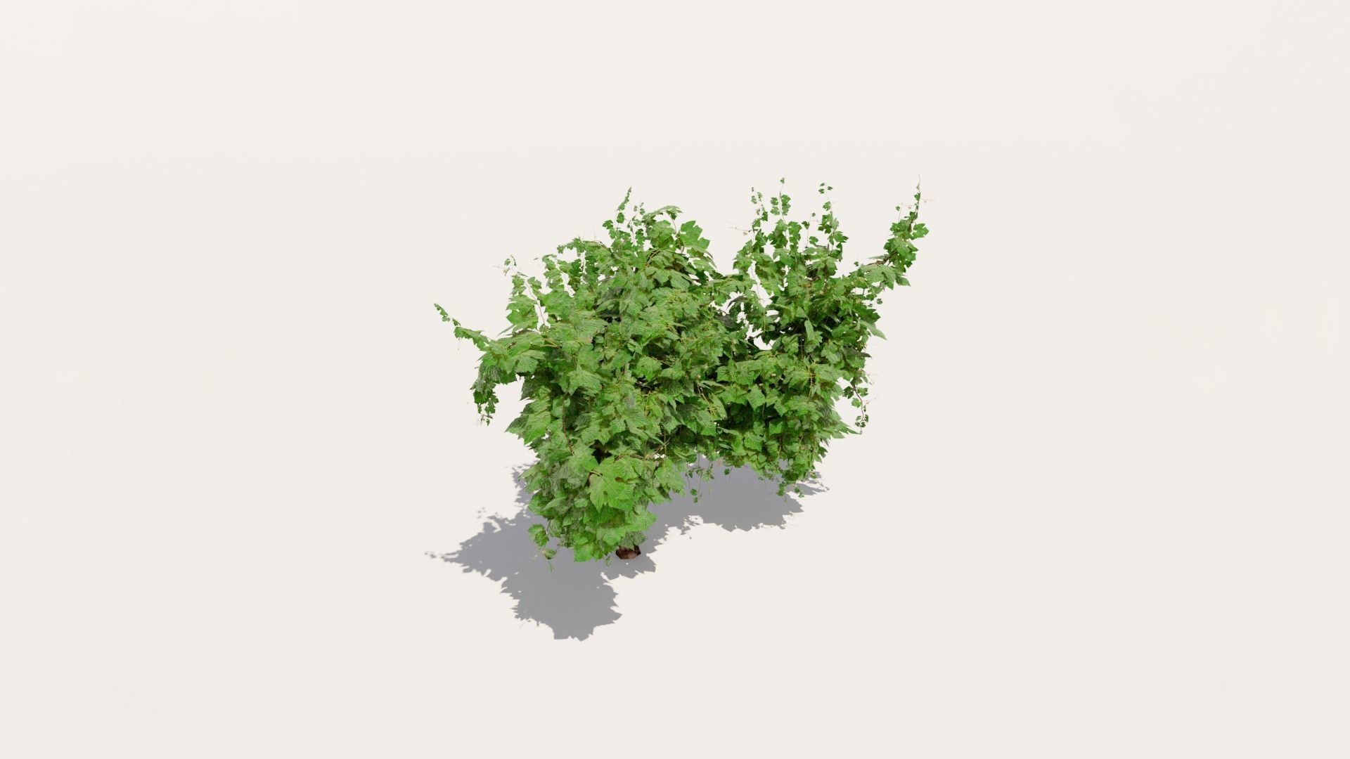 Grapevine Plant 001 Var 004 3D model | CGTrader