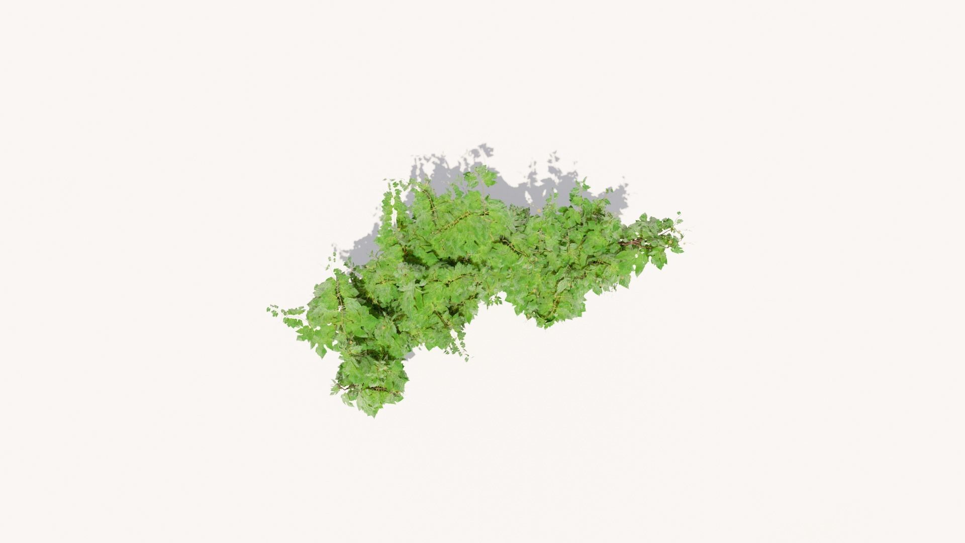 Grapevine Plant 001 Var 004 3D model | CGTrader