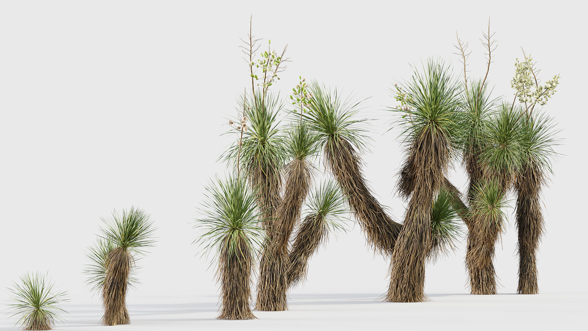 Yucca elata Soaptree Yuca 3D model | CGTrader