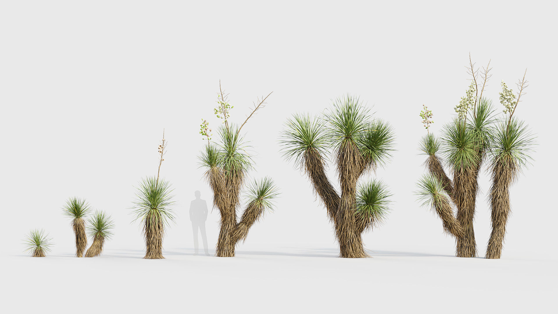 Yucca elata Soaptree Yuca 3D model | CGTrader
