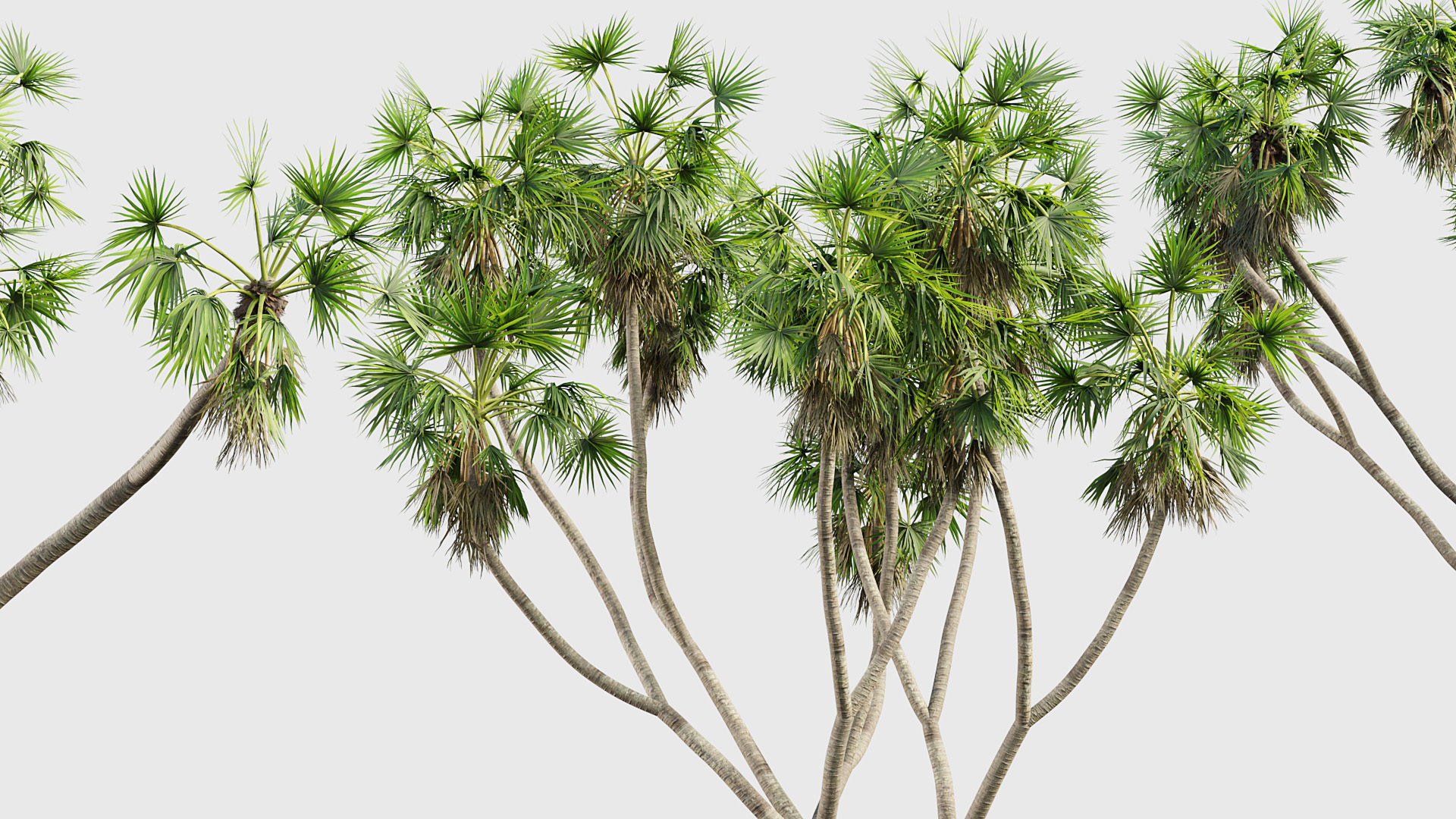 Hyphaene thebaica Doum Palm 3D model | CGTrader
