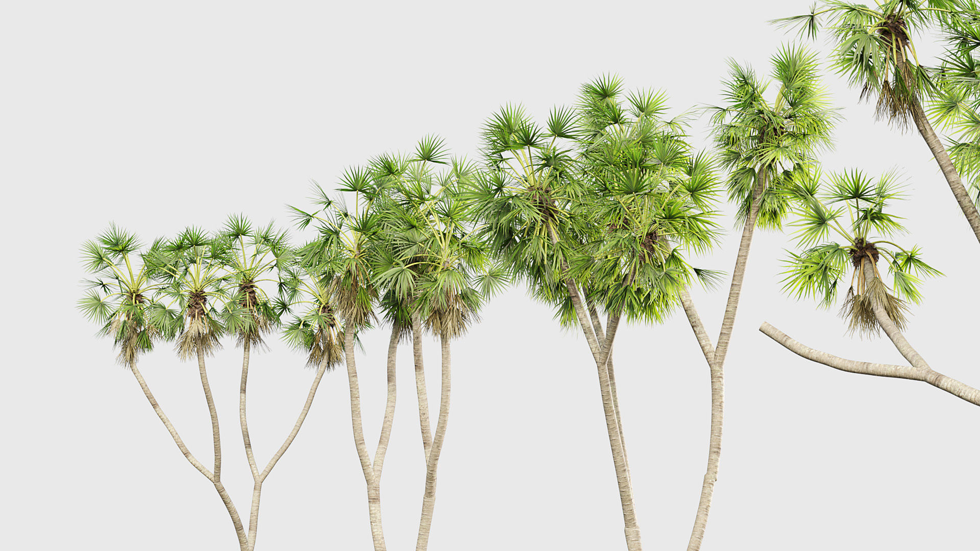 Hyphaene thebaica Doum Palm 3D model | CGTrader