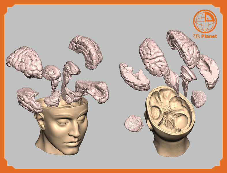 Human Brain Medical Model For Educational Purposes 3D model 3D ...