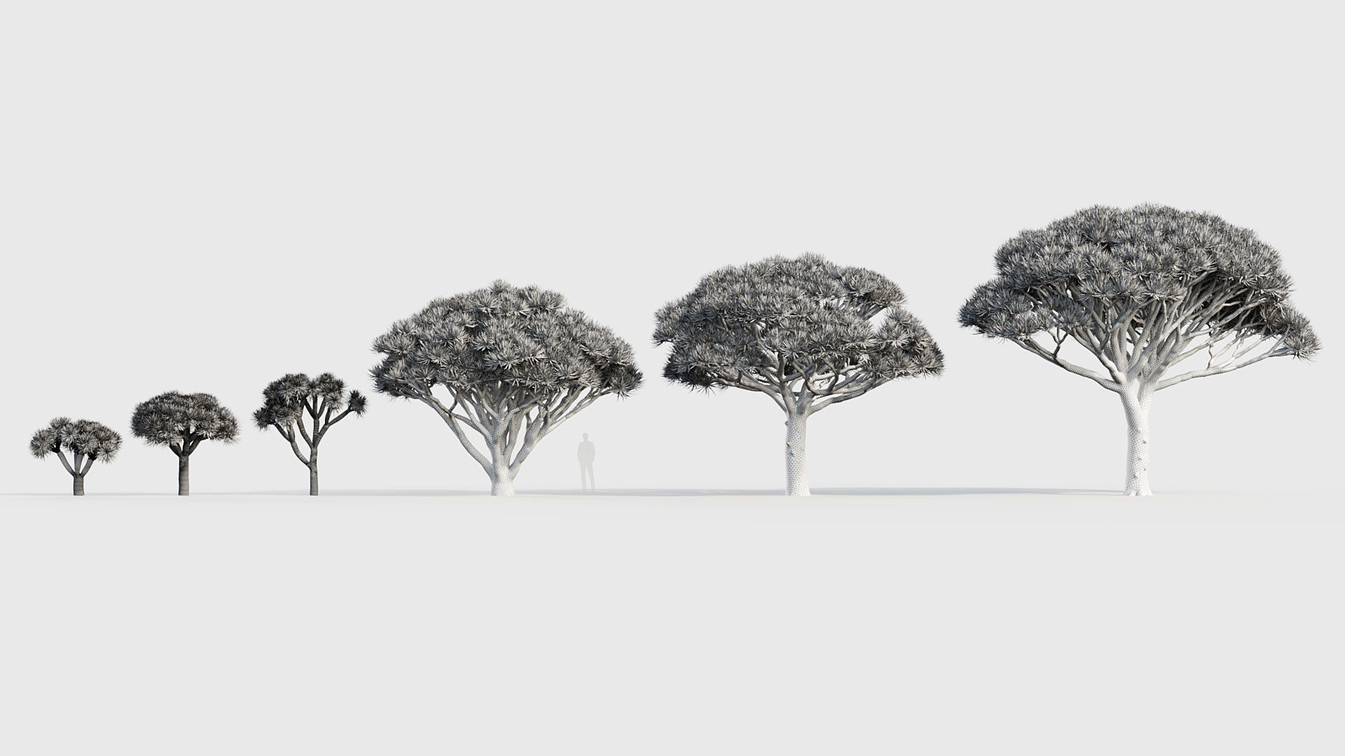 Dracaena draco Dragon tree 3D model | CGTrader