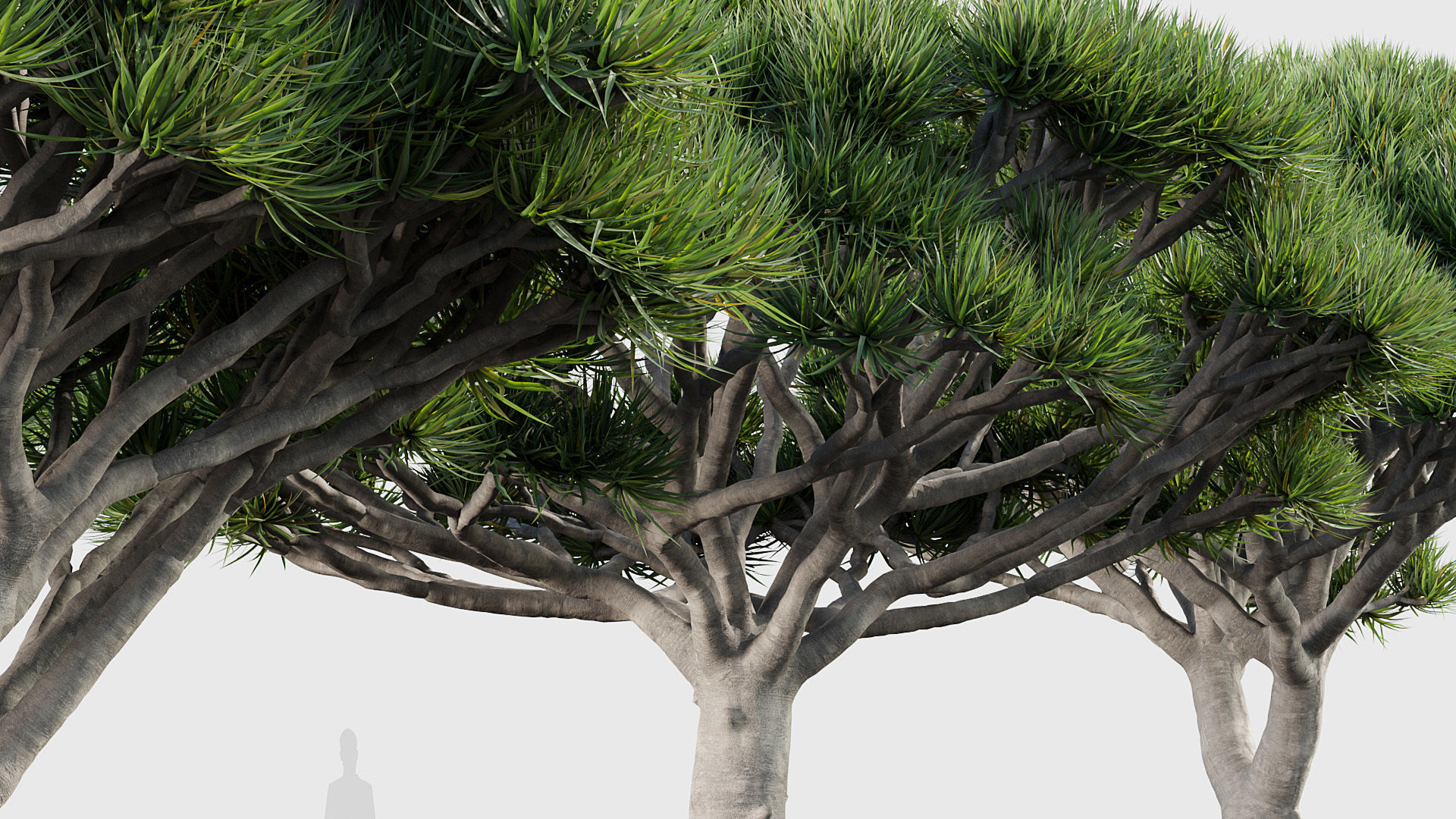 Dracaena draco Dragon tree 3D model | CGTrader