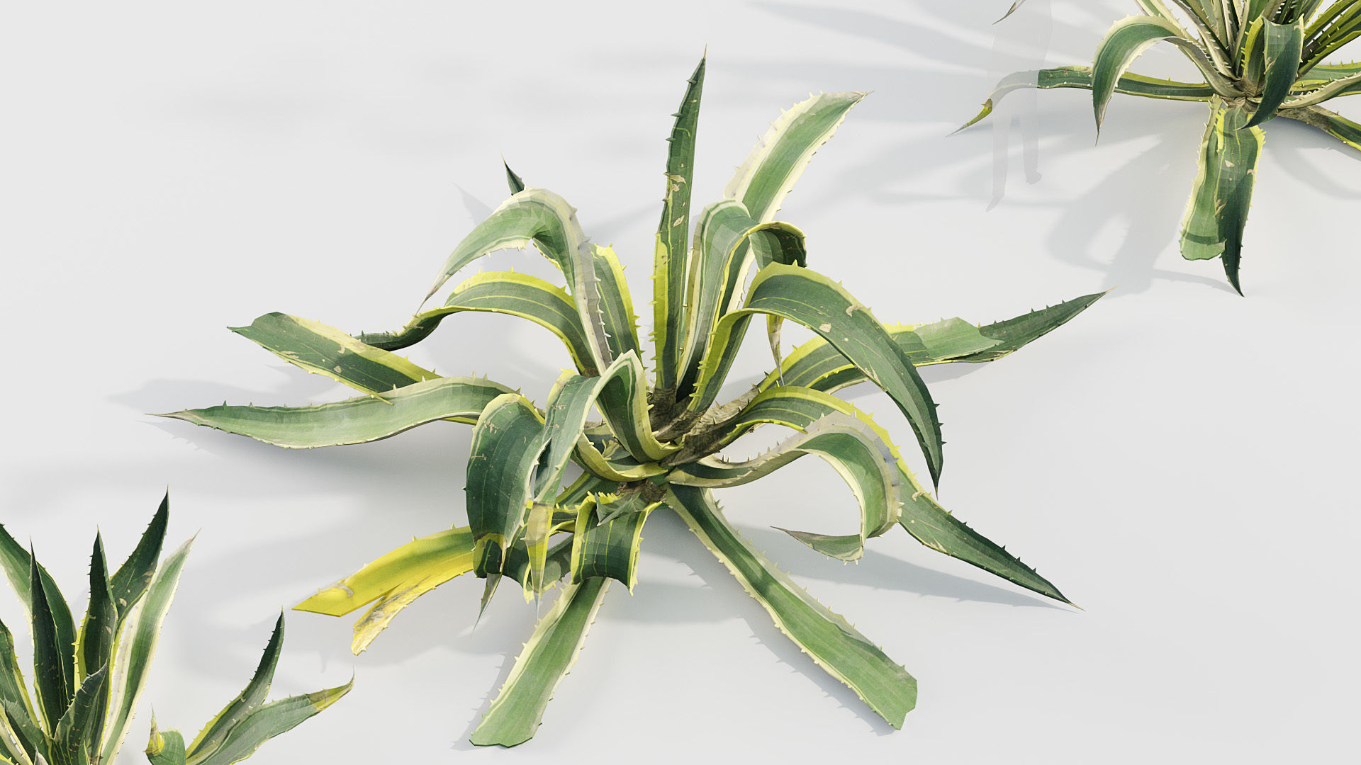 Agave americana American agave 3D model | CGTrader