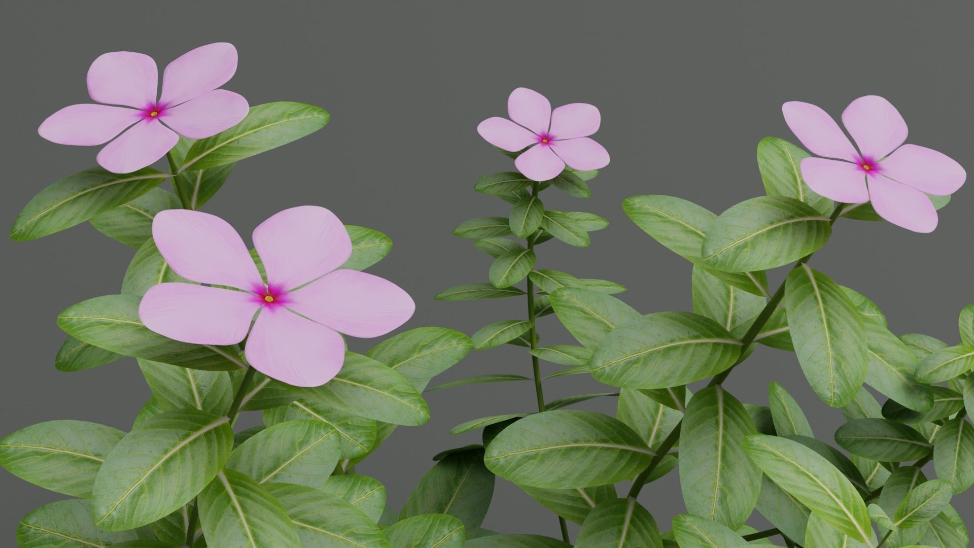 3D model Madagascar Periwinkle flower VR / AR / low-poly | CGTrader