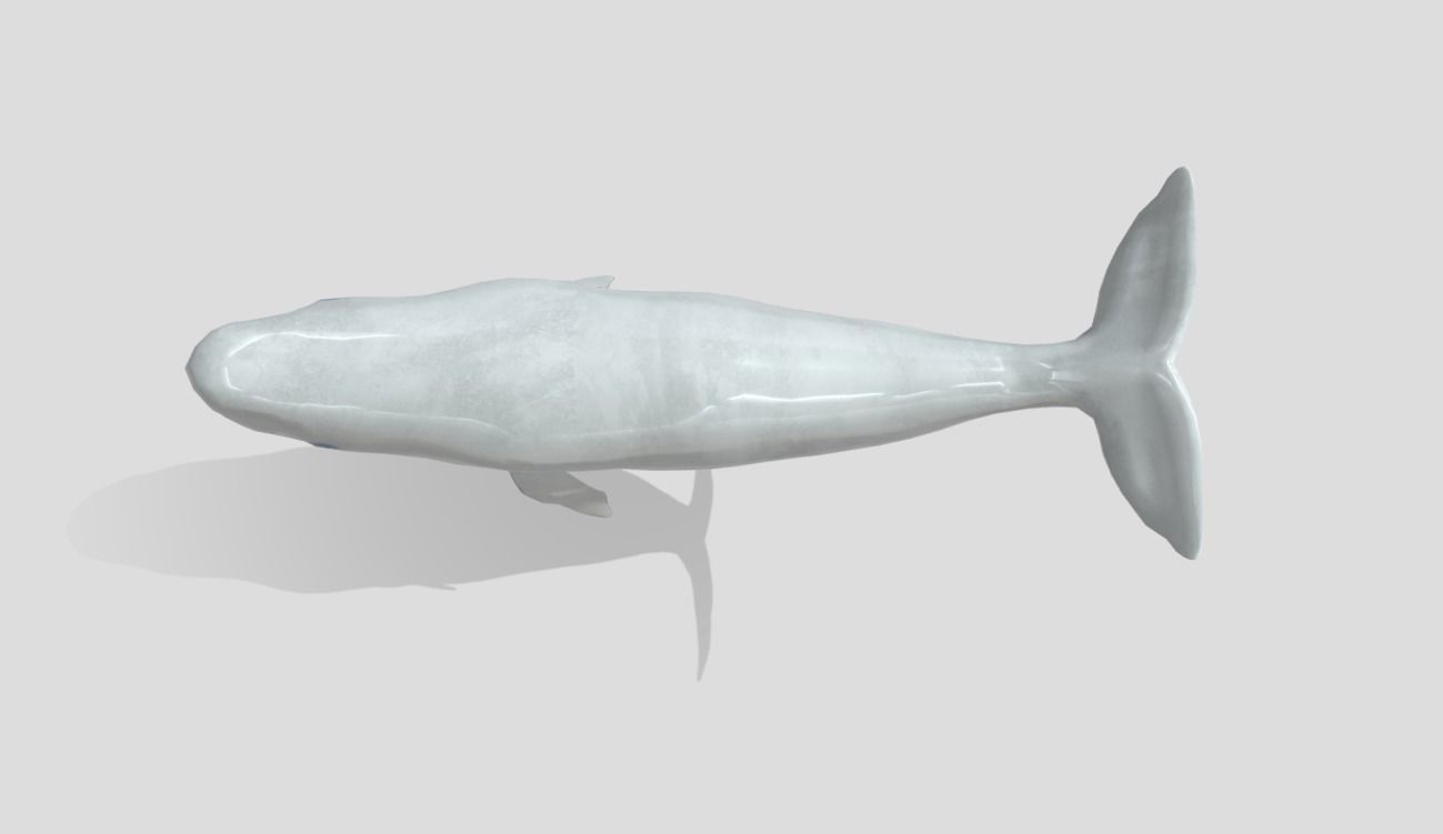 3D model Beluga Realistic Animated VR / AR / low-poly | CGTrader