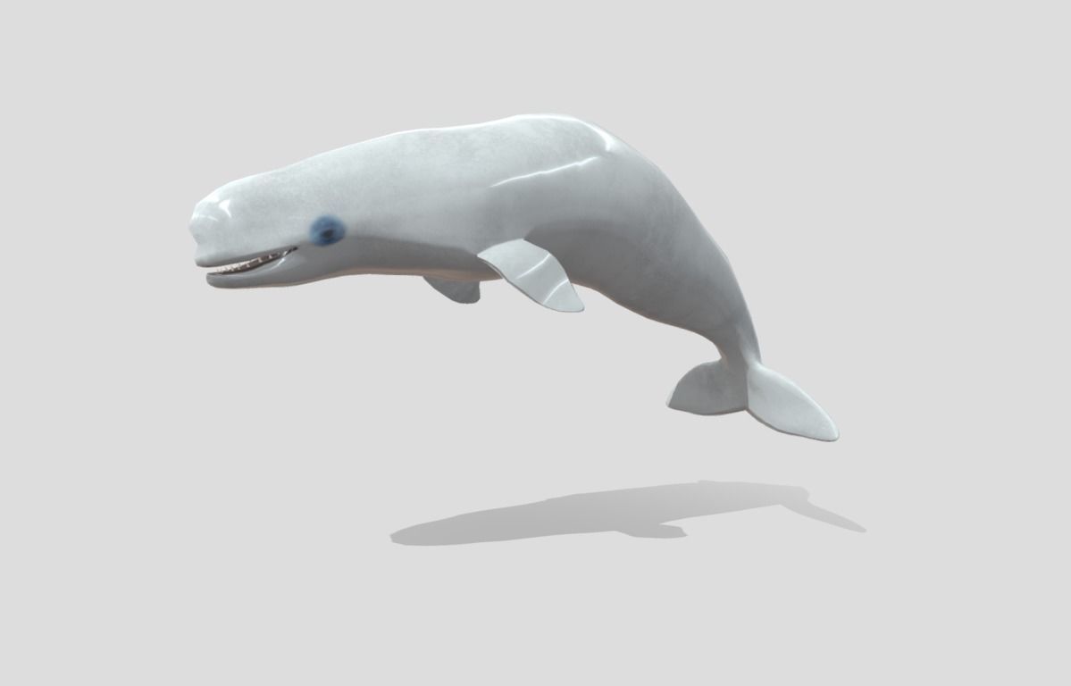 3D model Beluga Realistic Animated VR / AR / low-poly | CGTrader
