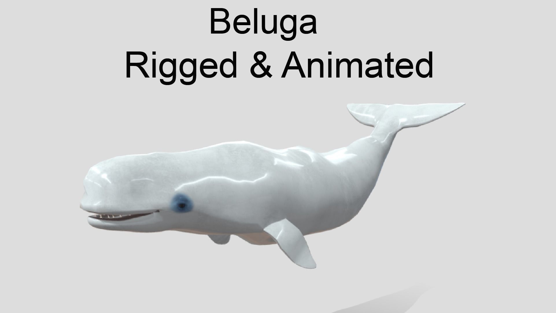 3D model Beluga Realistic Animated VR / AR / low-poly | CGTrader