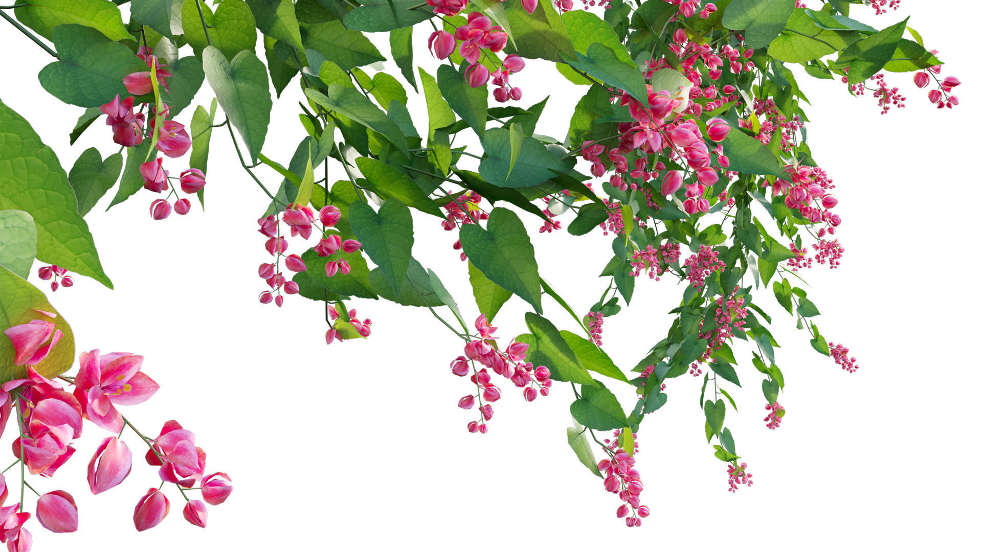 Antigonon leptopus - Coral Vine - Pink Vine 3D model | CGTrader