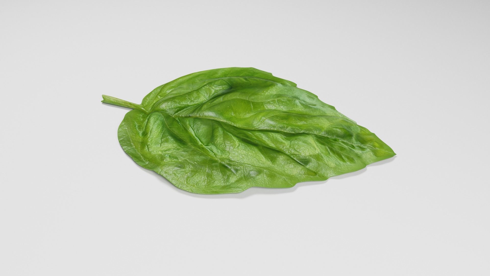 Basil Leaf 3D model | CGTrader