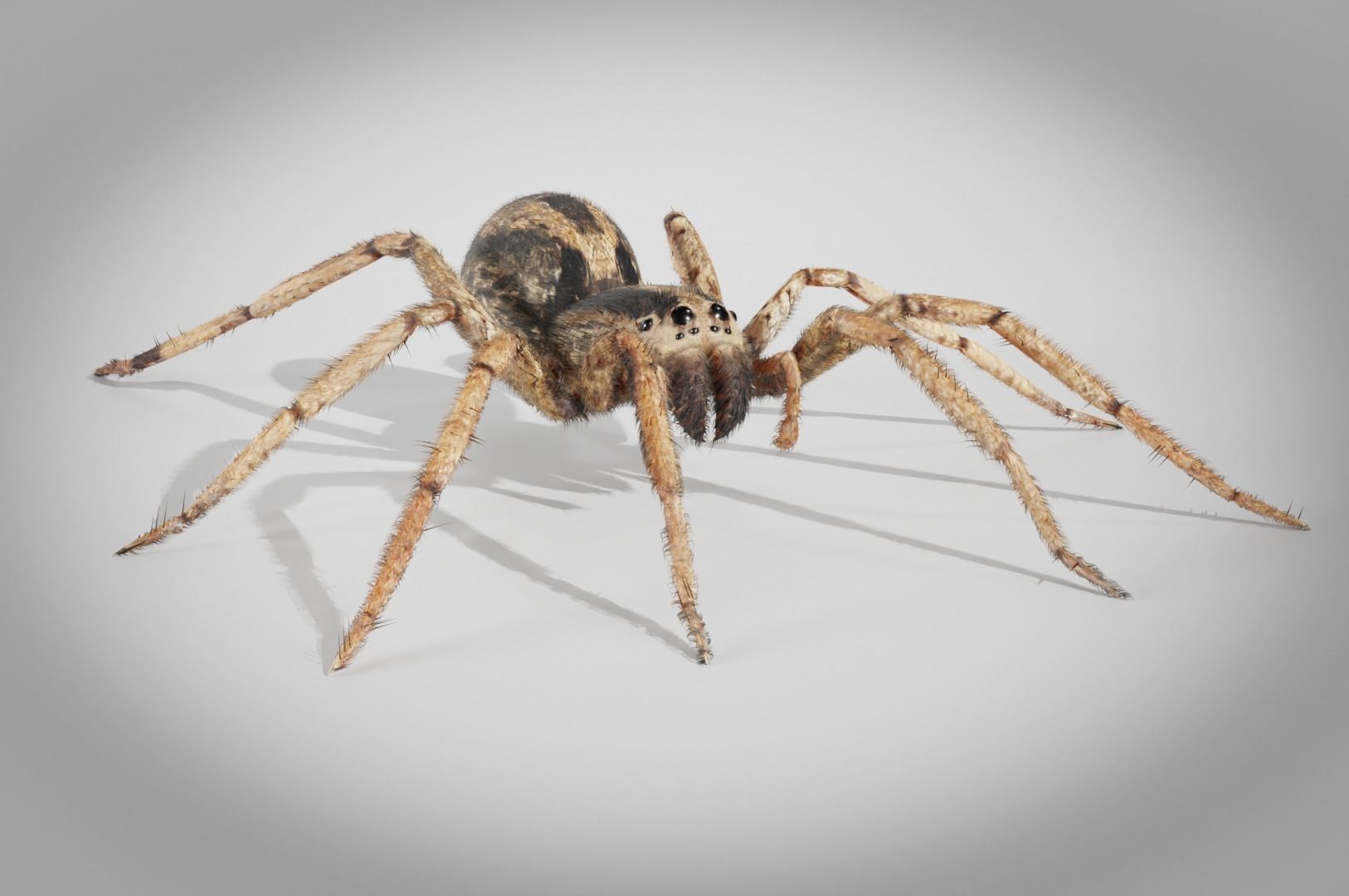 Spider 4K Rigged 3D model rigged | CGTrader