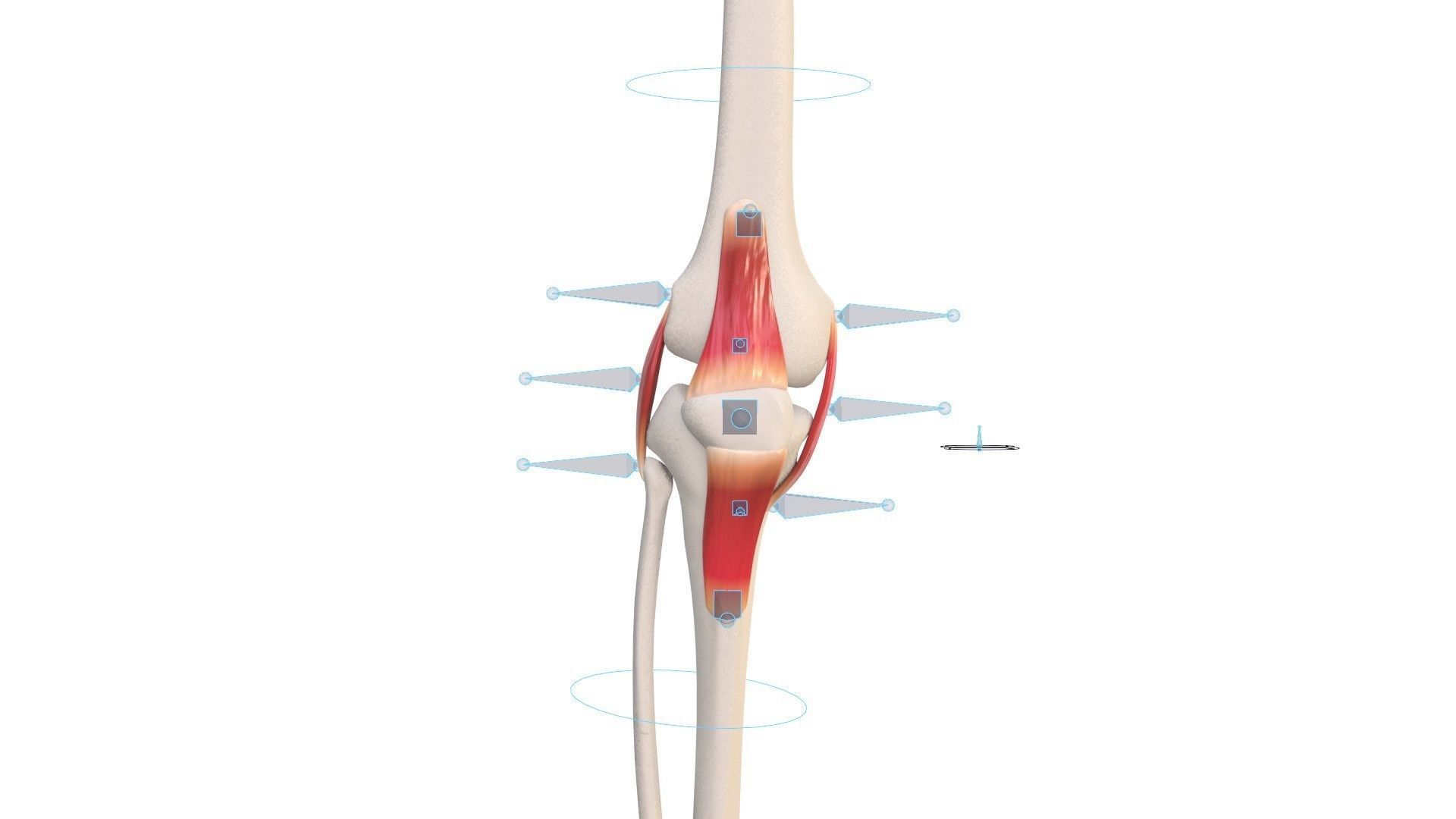 3D model Knee anatomy template VR / AR / low-poly | CGTrader