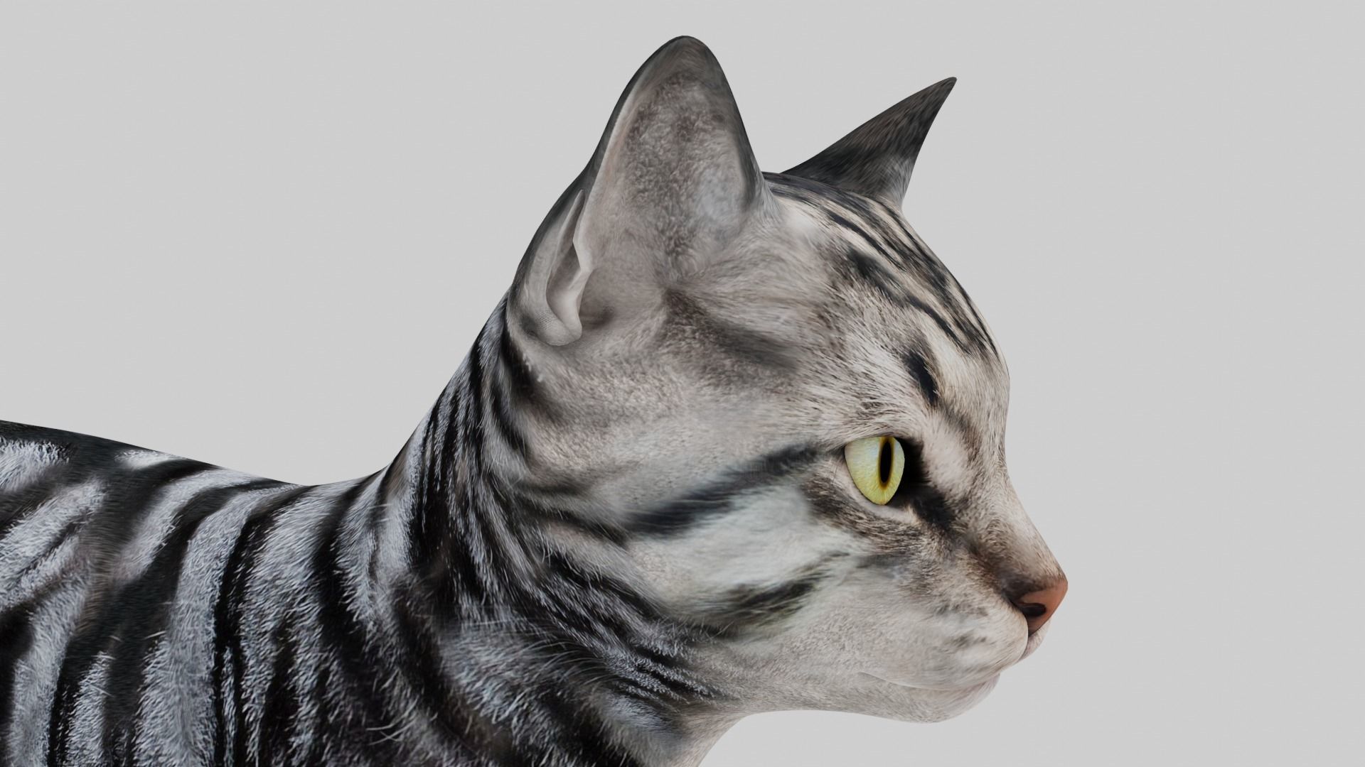 3D model House Cat VR / AR / low-poly | CGTrader