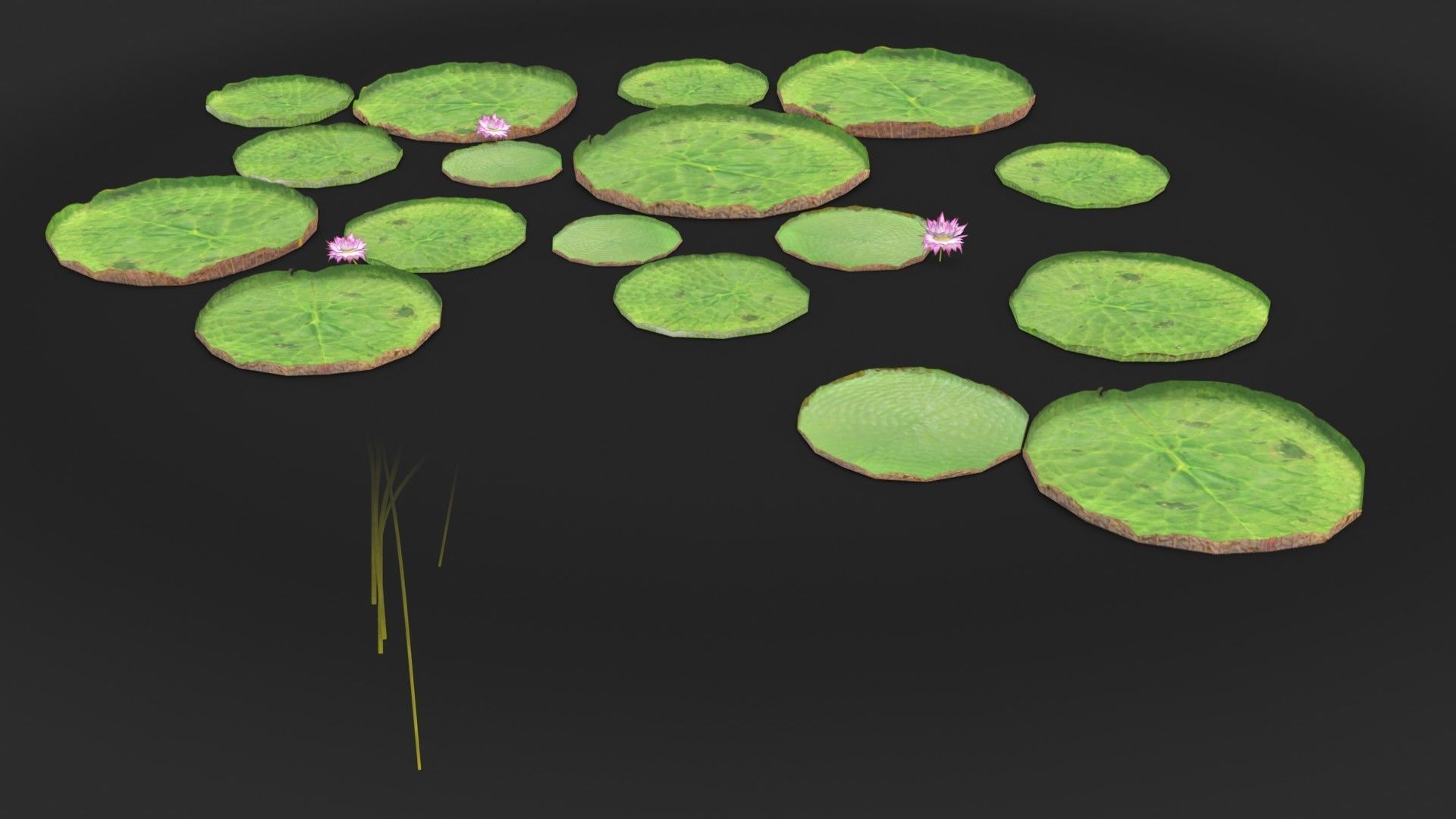 3D model Modular Giant Water Lily VR / AR / low-poly | CGTrader